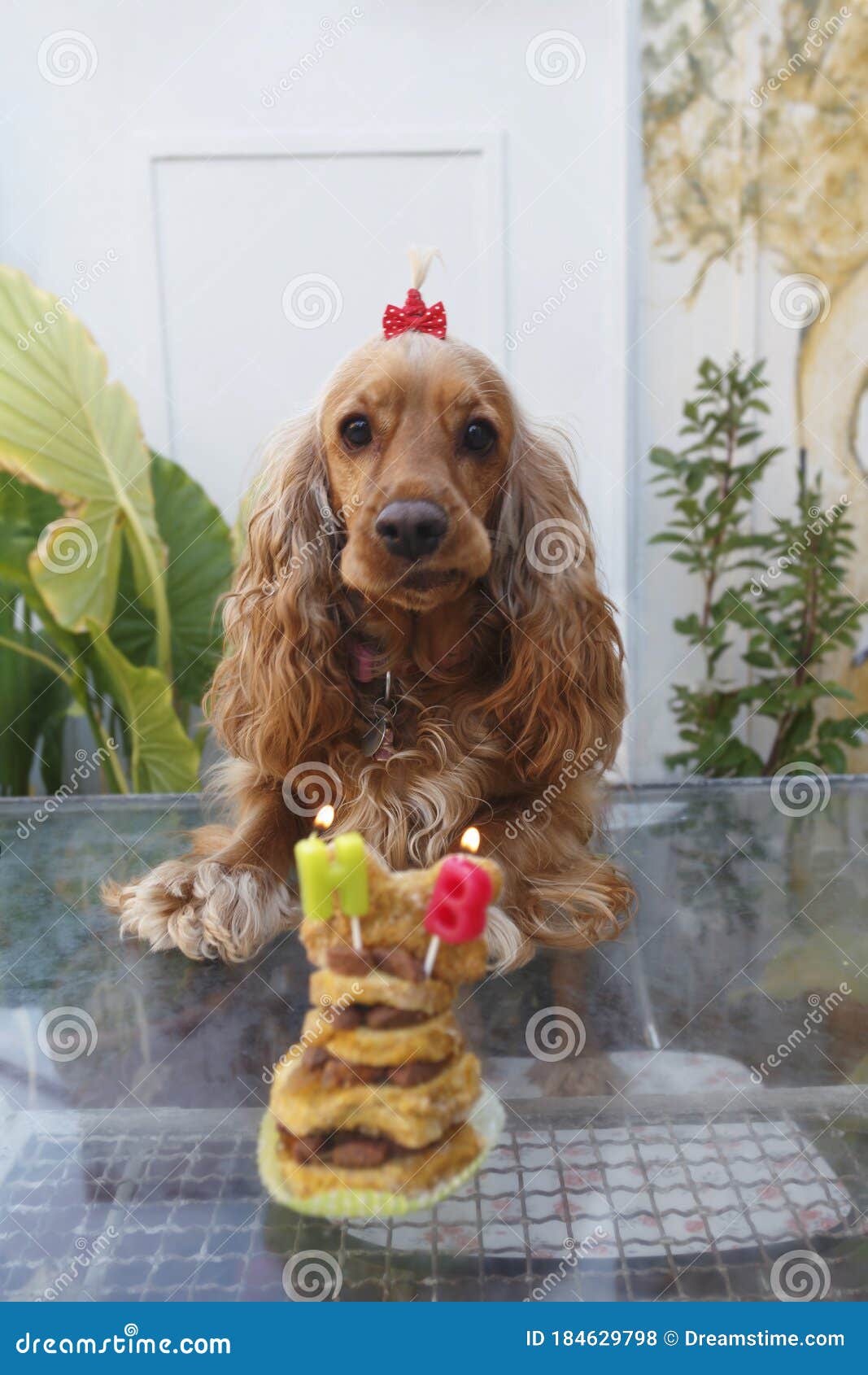 Cocker Spaniel Dog Celebrating on His First Birthday Stock Photo ...