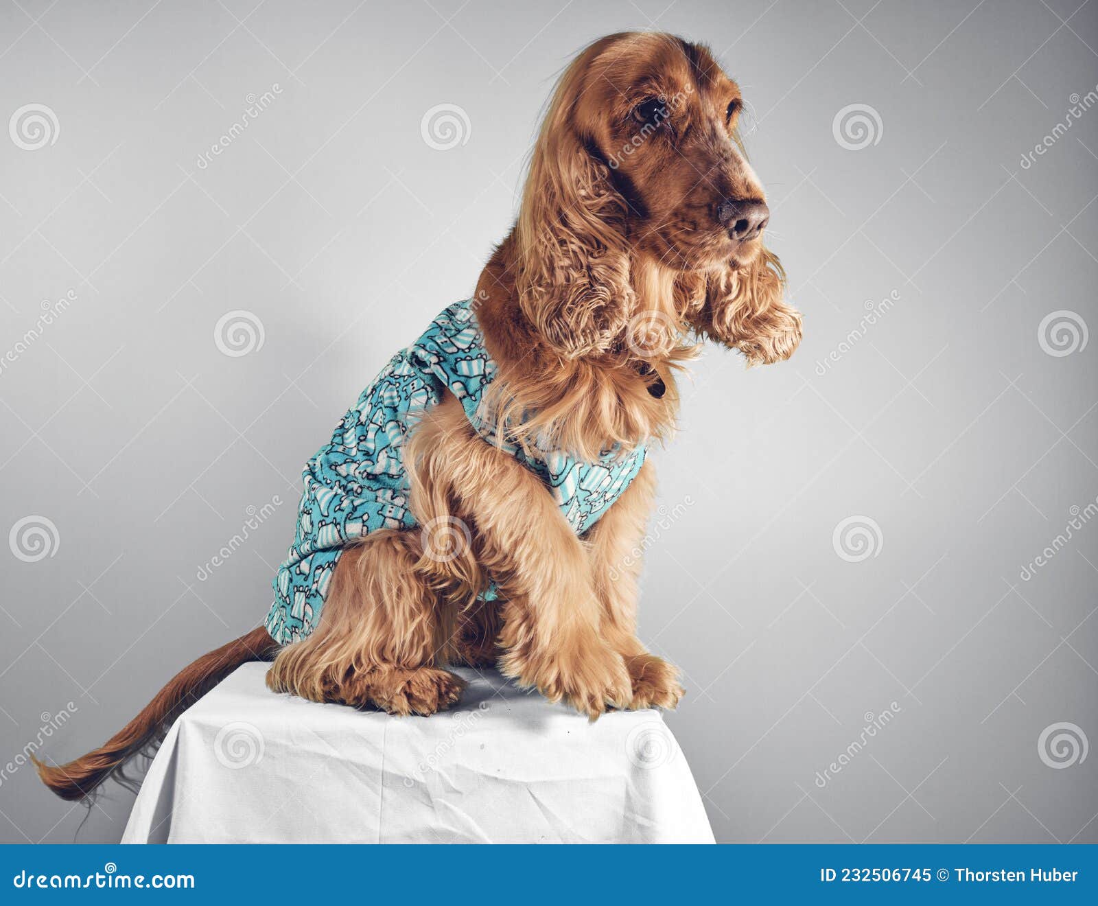 Cocker Spaniel Dog with Clothes Stock Image - Image of studio, hund ...