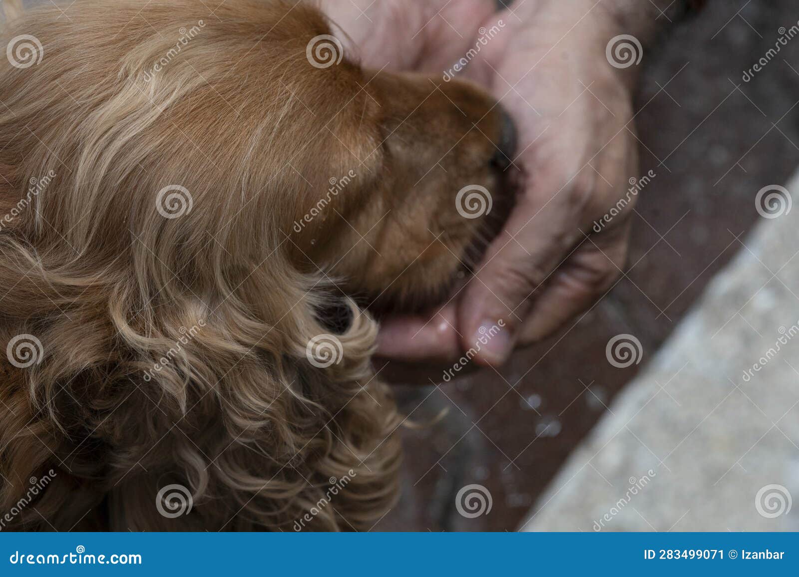 Cocker Spaniel Dog Drinking from Human Hands Stock Image - Image of ...