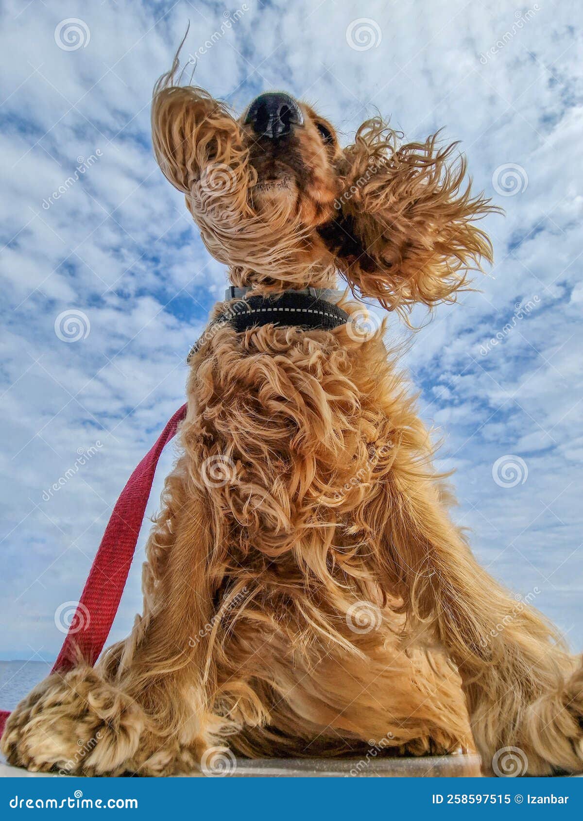 Cocker Spaniel Dog Ears in Wind Stock Image - Image of springer, cocker ...