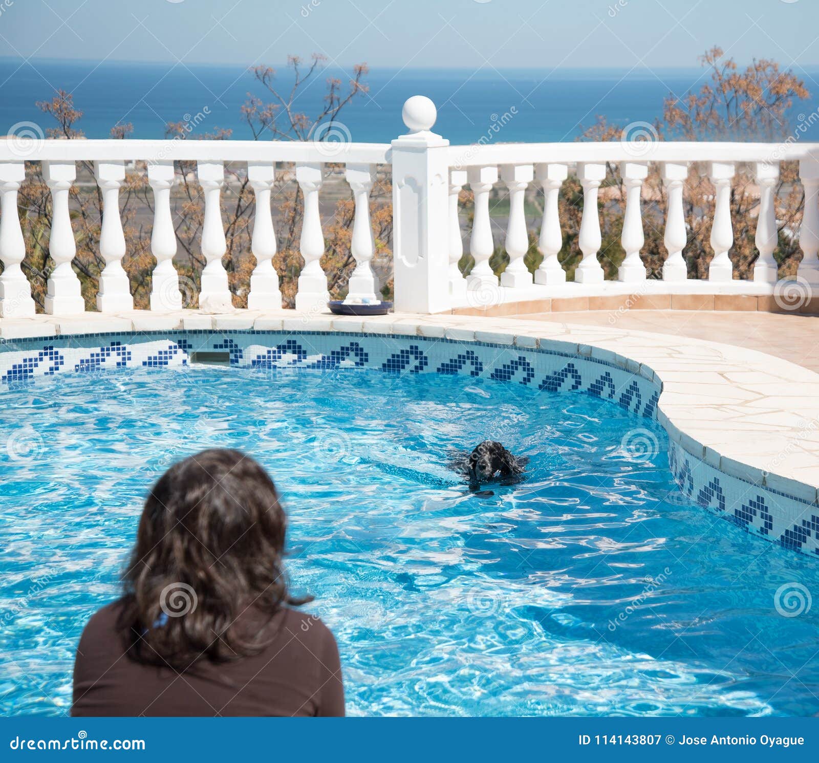 Cocker in pool stock image. Image of canine, pedigree - 114143807