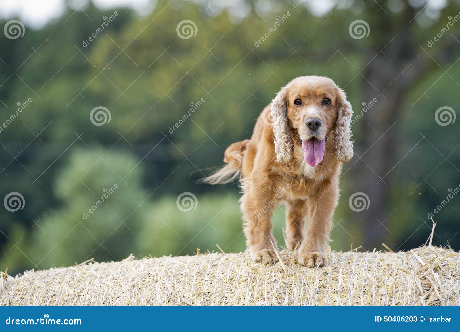 Cocker Spaniel Dog Looking at You at Sunset Stock Image - Image of ...