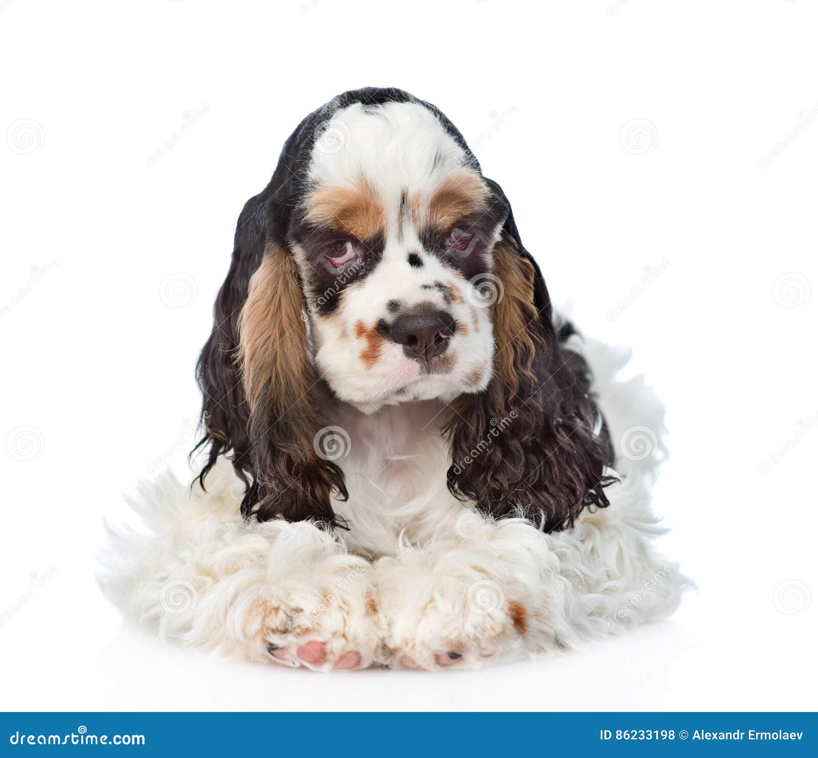 Cocker Spaniel Dog Lying in Front View. Isolated on White Background ...