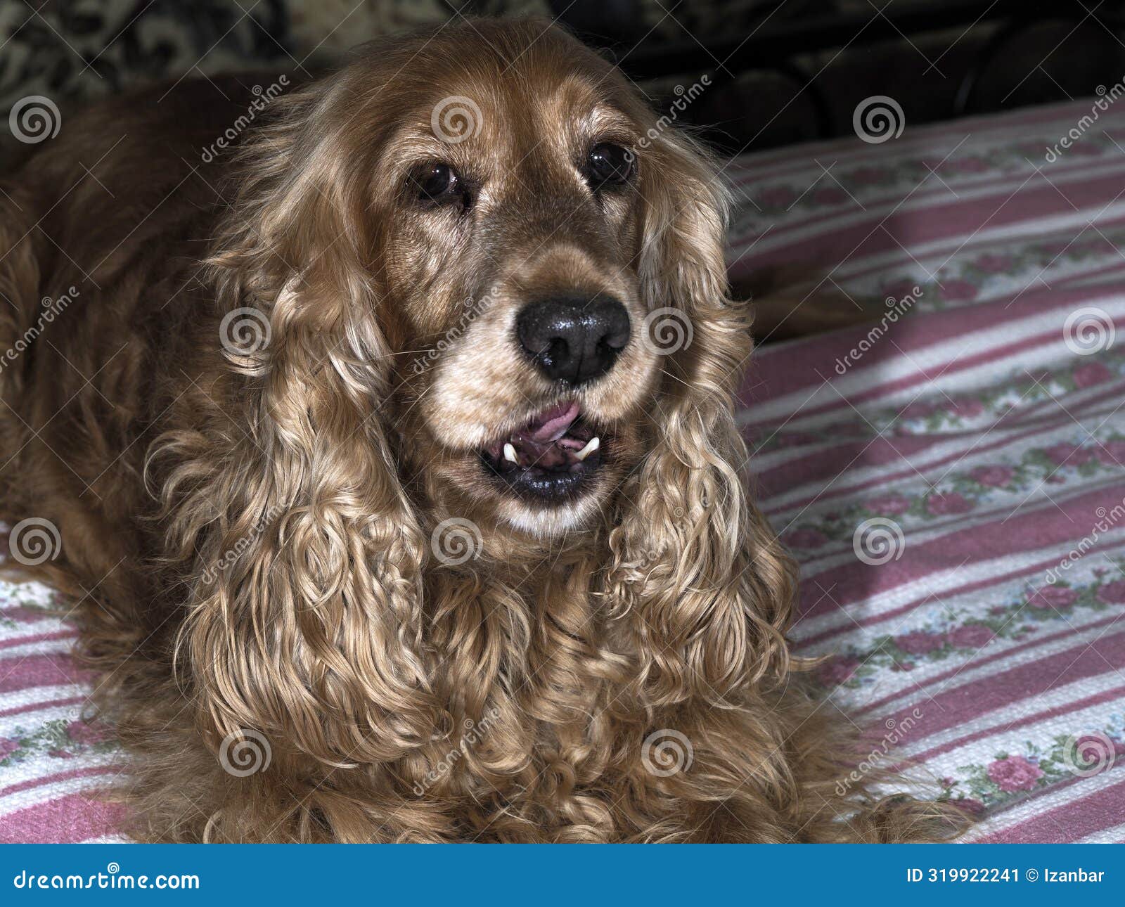 Cocker Spaniel Dog Nose Detail Stock Image - Image of skin, domestic ...