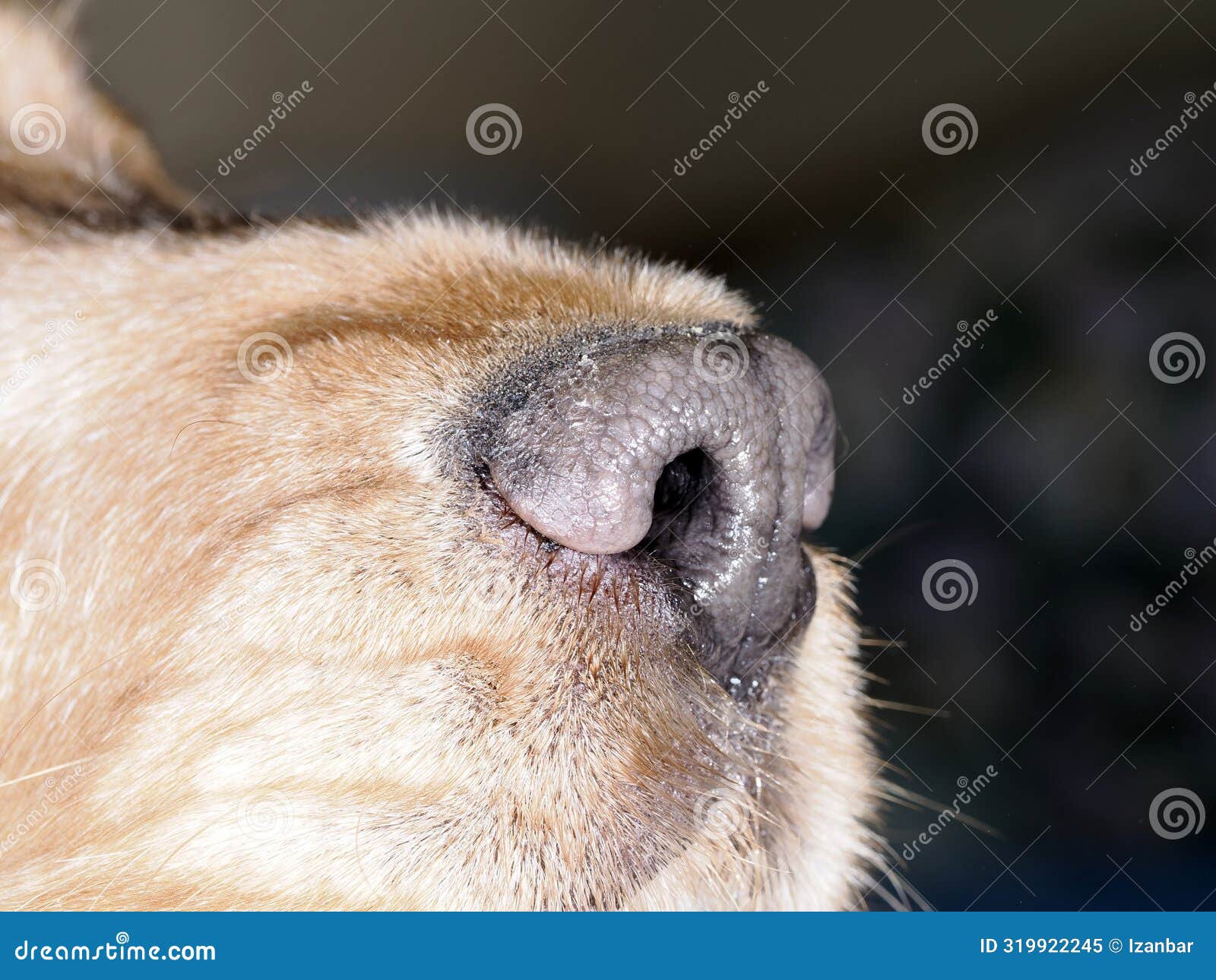 Cocker Spaniel Dog Nose Detail Stock Image - Image of skin, white ...