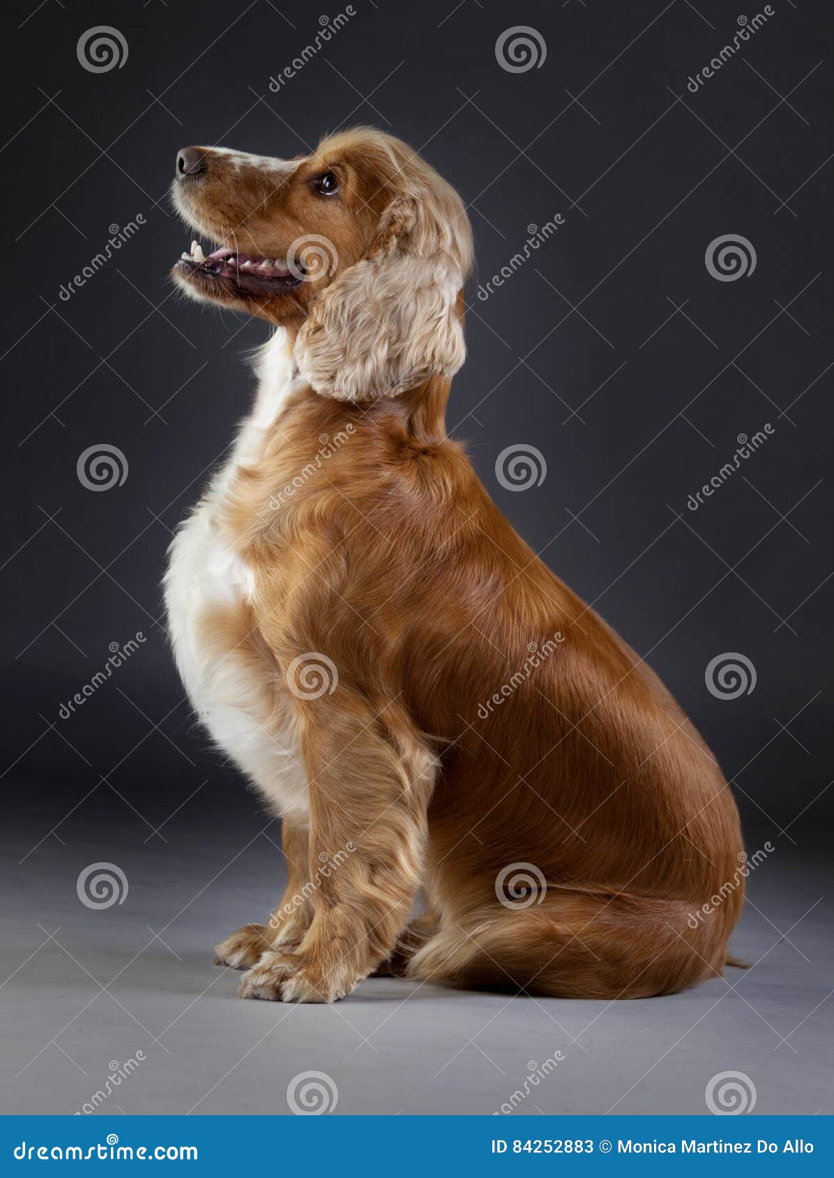 Cocker Spaniel dog stock image. Image of side, muzzle - 84252883