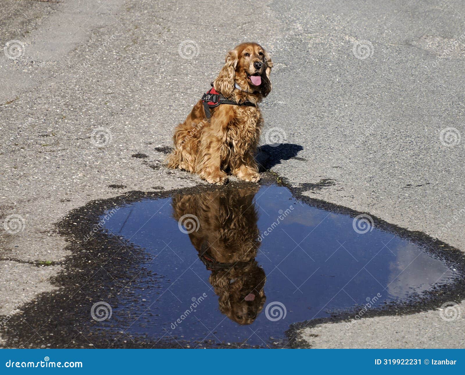 Cocker Spaniel Dog Reflection on Water Stock Image - Image of cocker ...