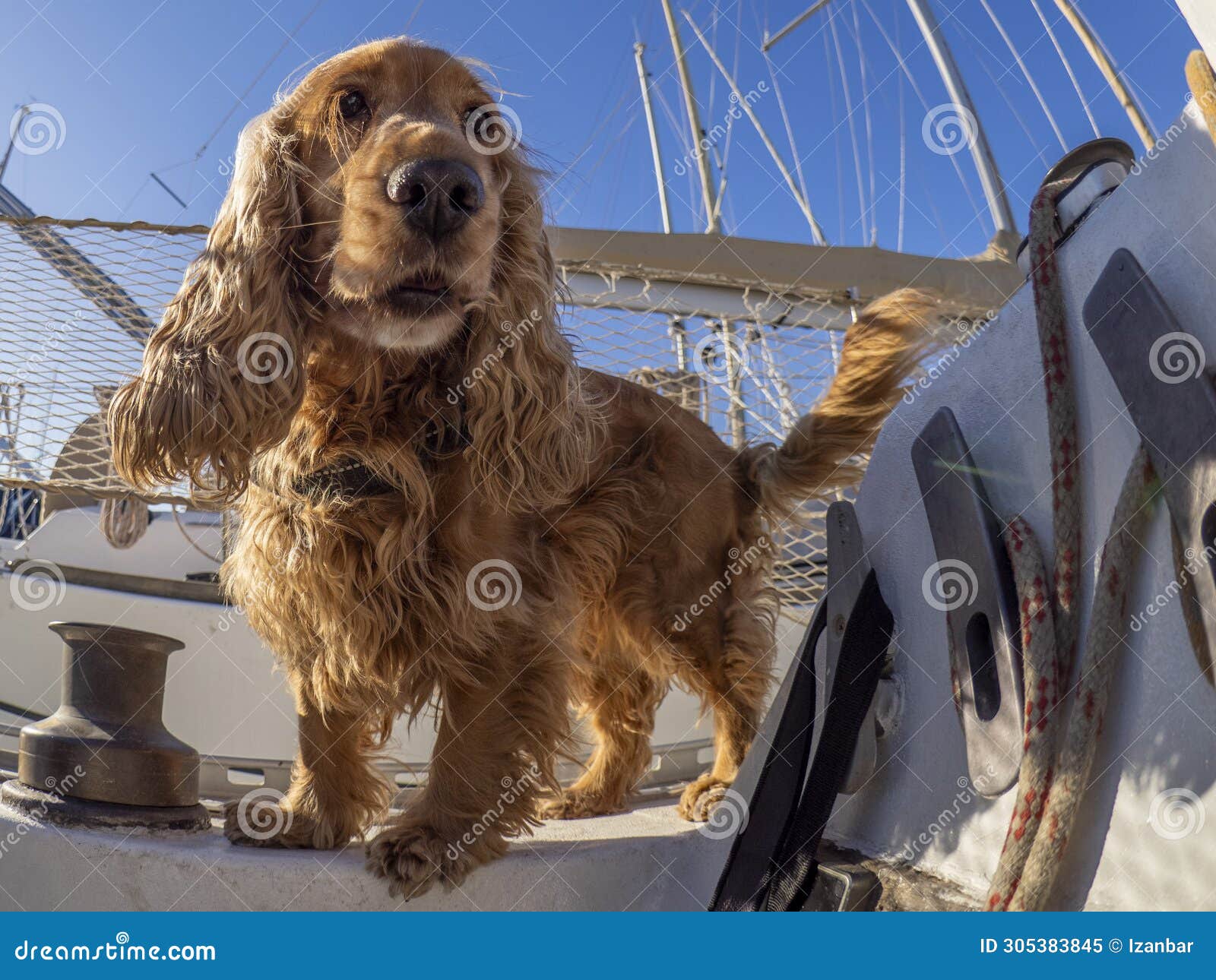 Cocker Spaniel Dog Sailor on a Sail Boat Stock Image - Image of ocean ...