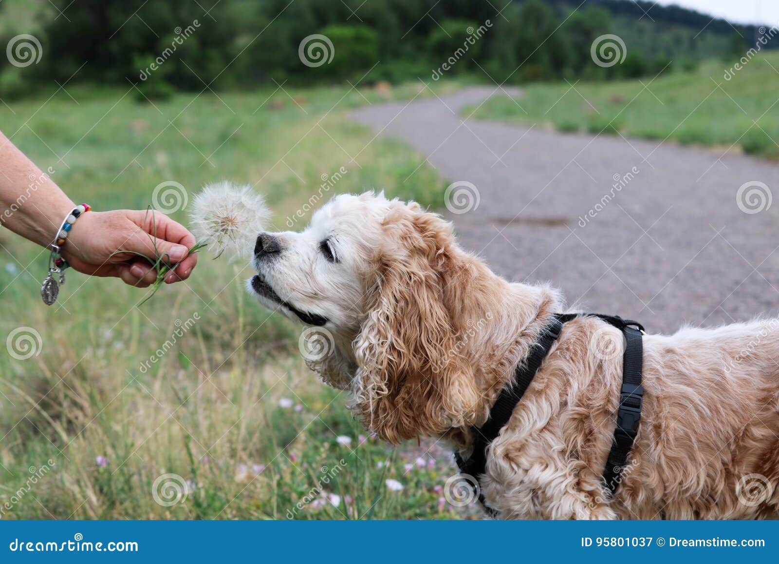 Cocker Spaniel Dog Sniffing Dandelion Stock Image - Image of sniffing ...