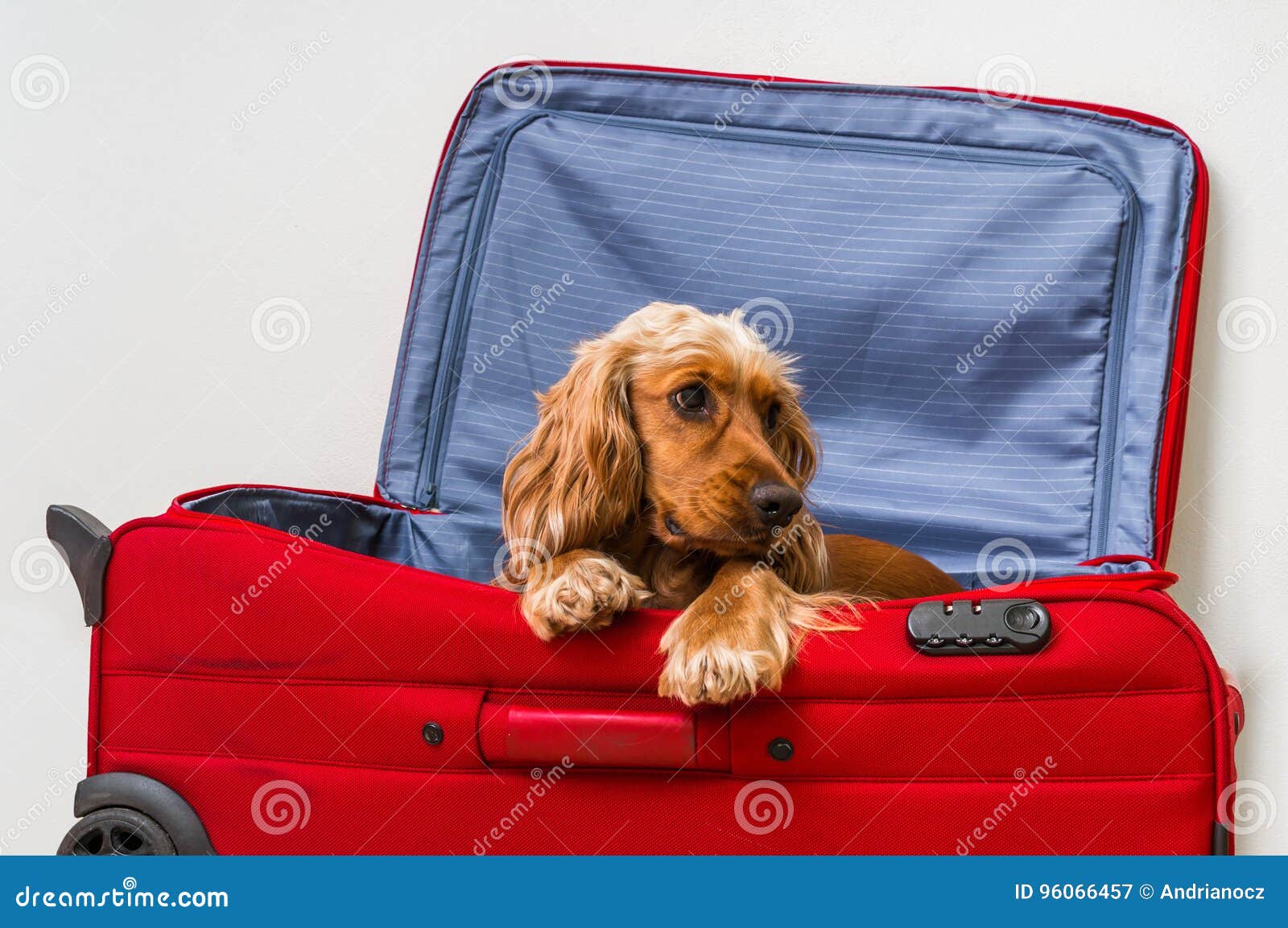 Cocker Spaniel Dog in Suitcase Stock Image - Image of preparation ...