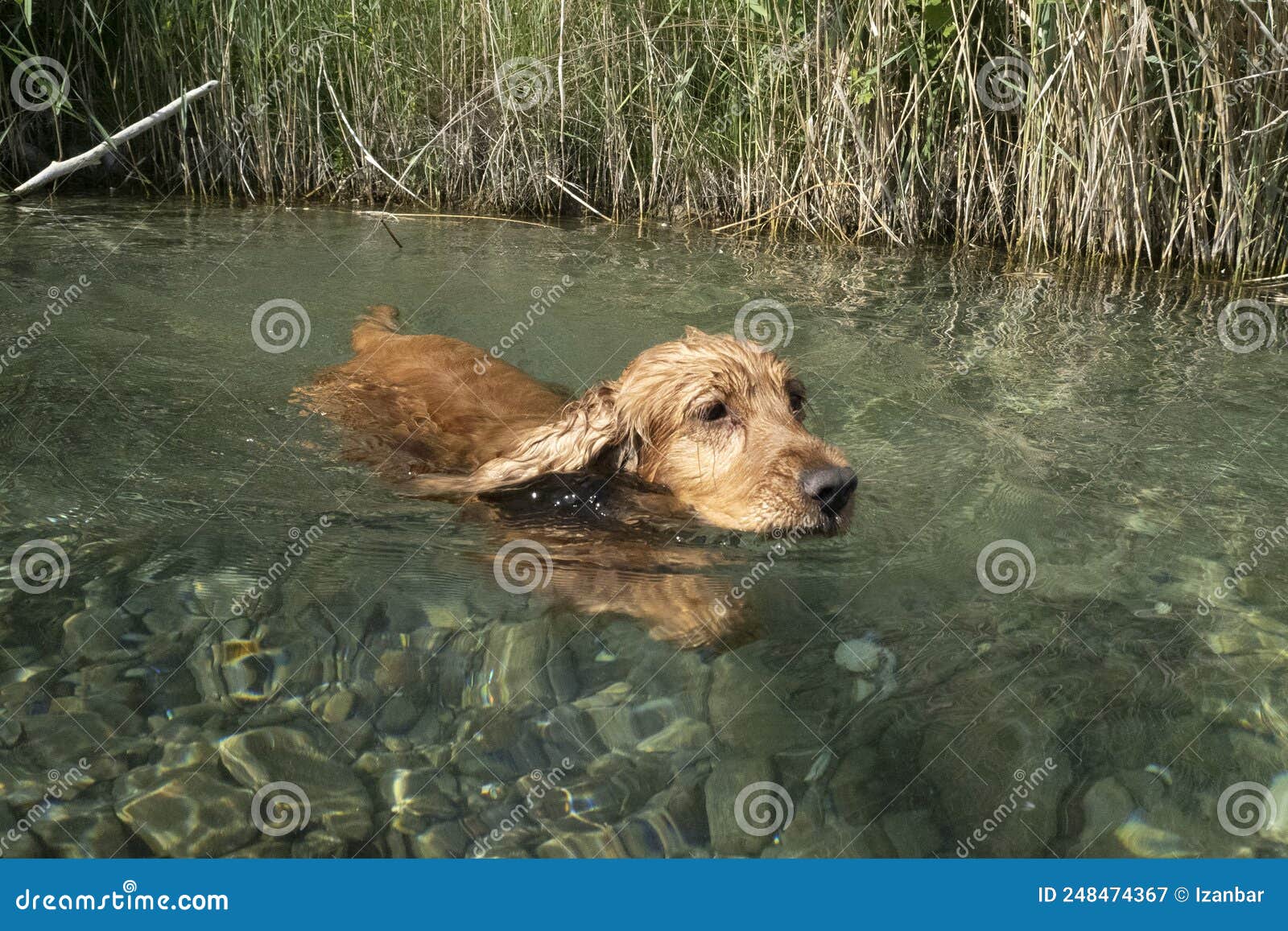 Cocker Spaniel Dog Swimming in the Water Stock Image - Image of green ...