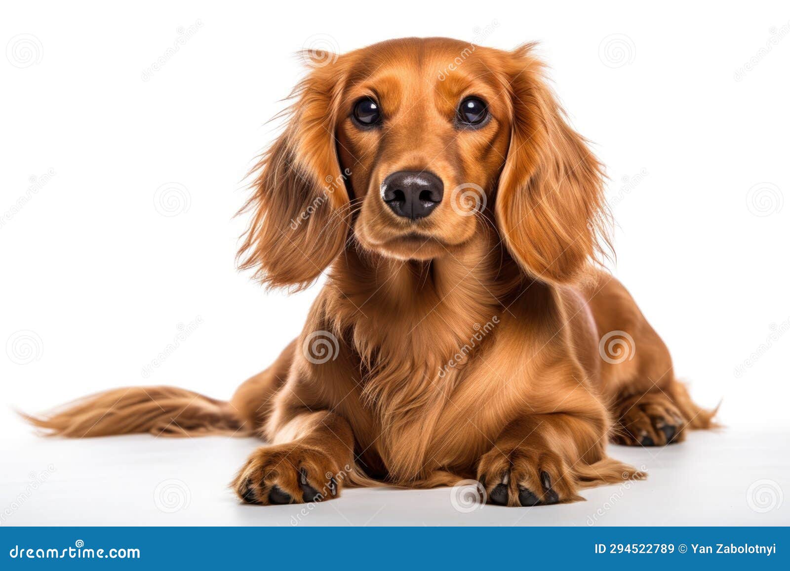 Cocker Spaniel Dog Upright on a White Background Stock Illustration ...