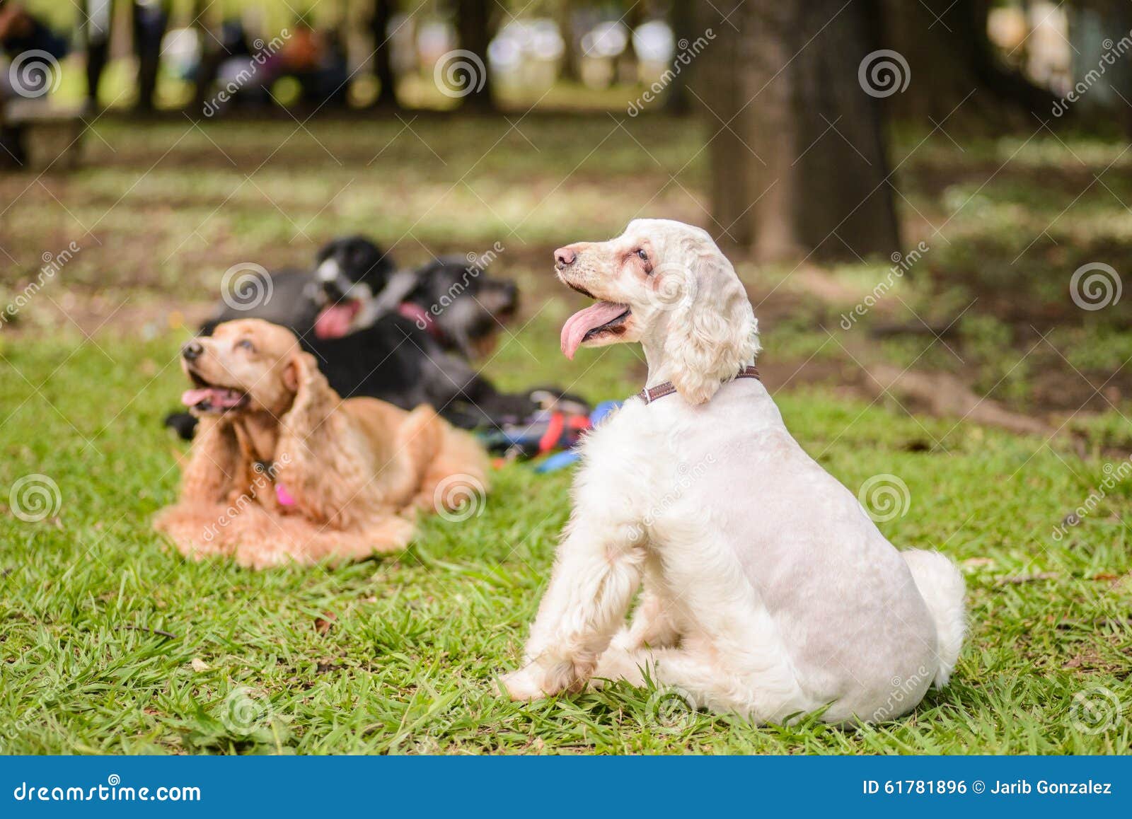 Cocker Spaniel Dogs group stock photo. Image of color - 61781896