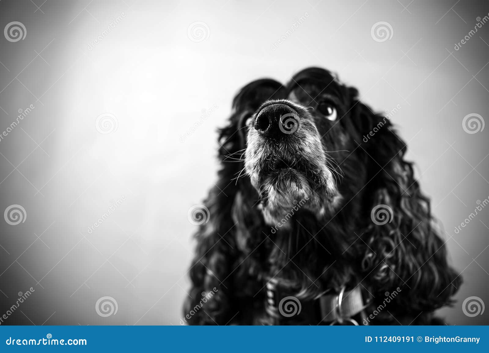 Cocker Spaniel Gris Y Negro Imagen de archivo - Imagen de criado, casta ...