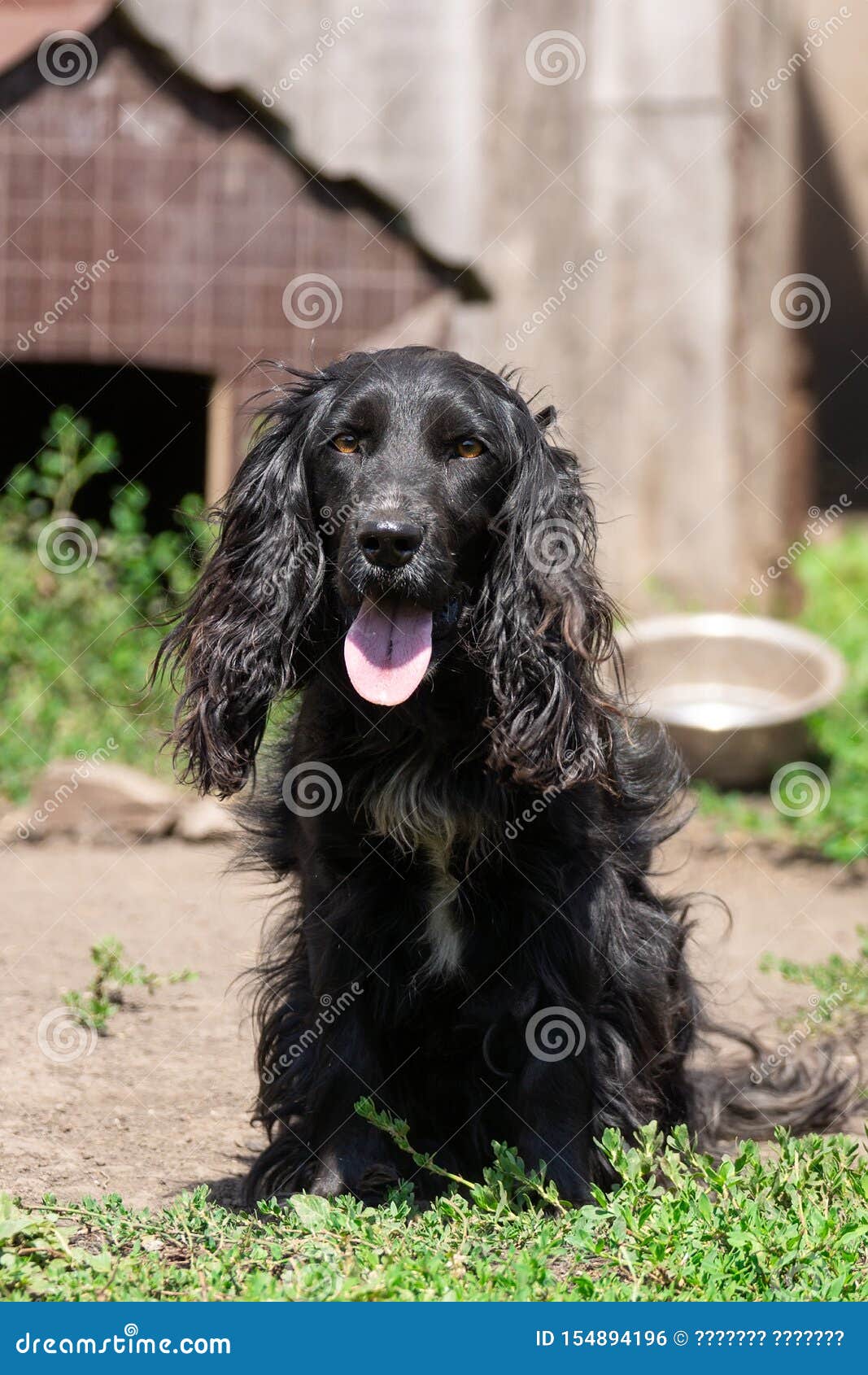 Cocker Spaniel Guard the House Stock Photo - Image of animal, doggy ...