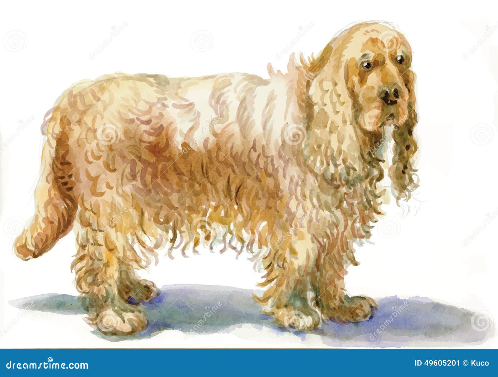 Cocker Spaniel - an Hand Painted Illustration Stock Vector ...