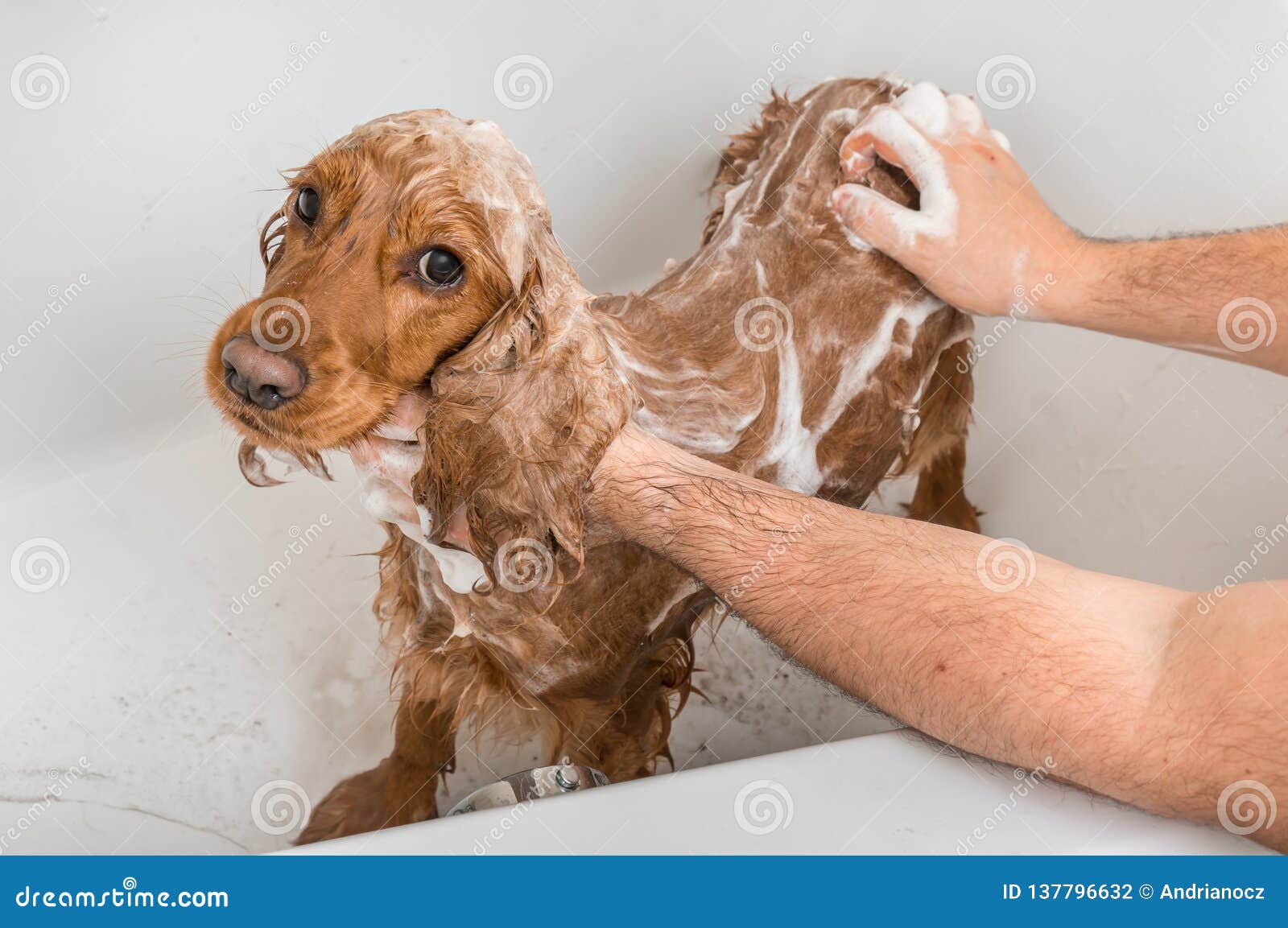 Cocker Spaniel-Hund, Der Eine Dusche Mit Shampoo Und Wasser Nimmt ...