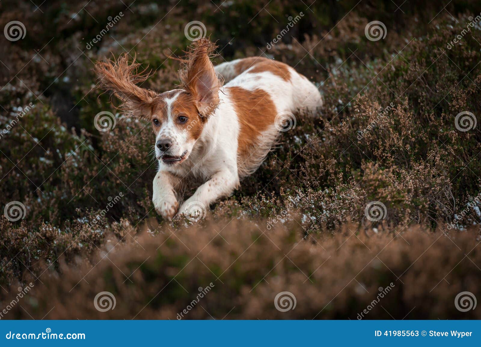 Cocker Spaniel Hunting stock image. Image of domestic - 41985563