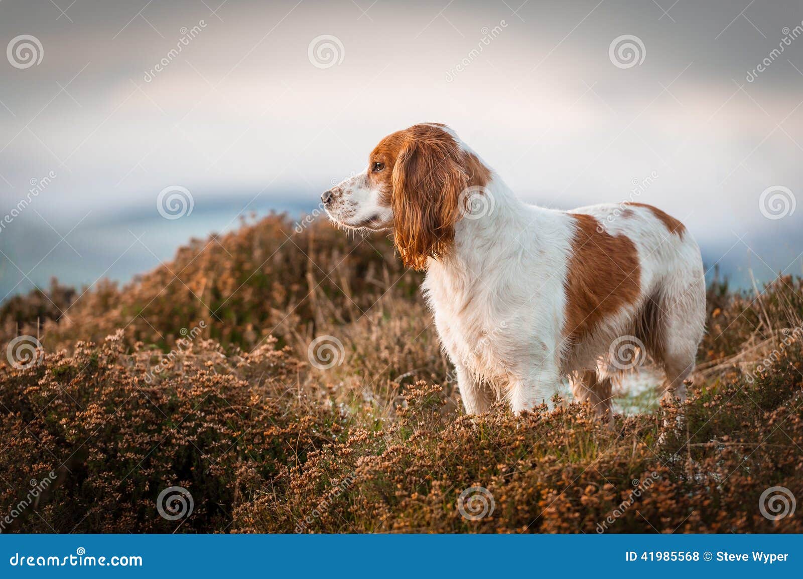 Cocker Scottish Stock Photos - Free & Royalty-Free Stock Photos from ...