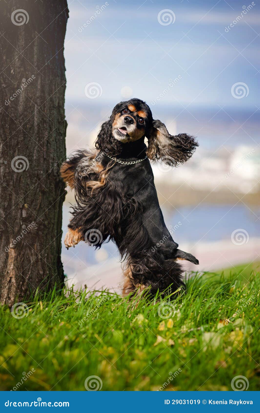 Cocker Spaniel Jump and Look at the Camera Stock Image - Image of cute ...