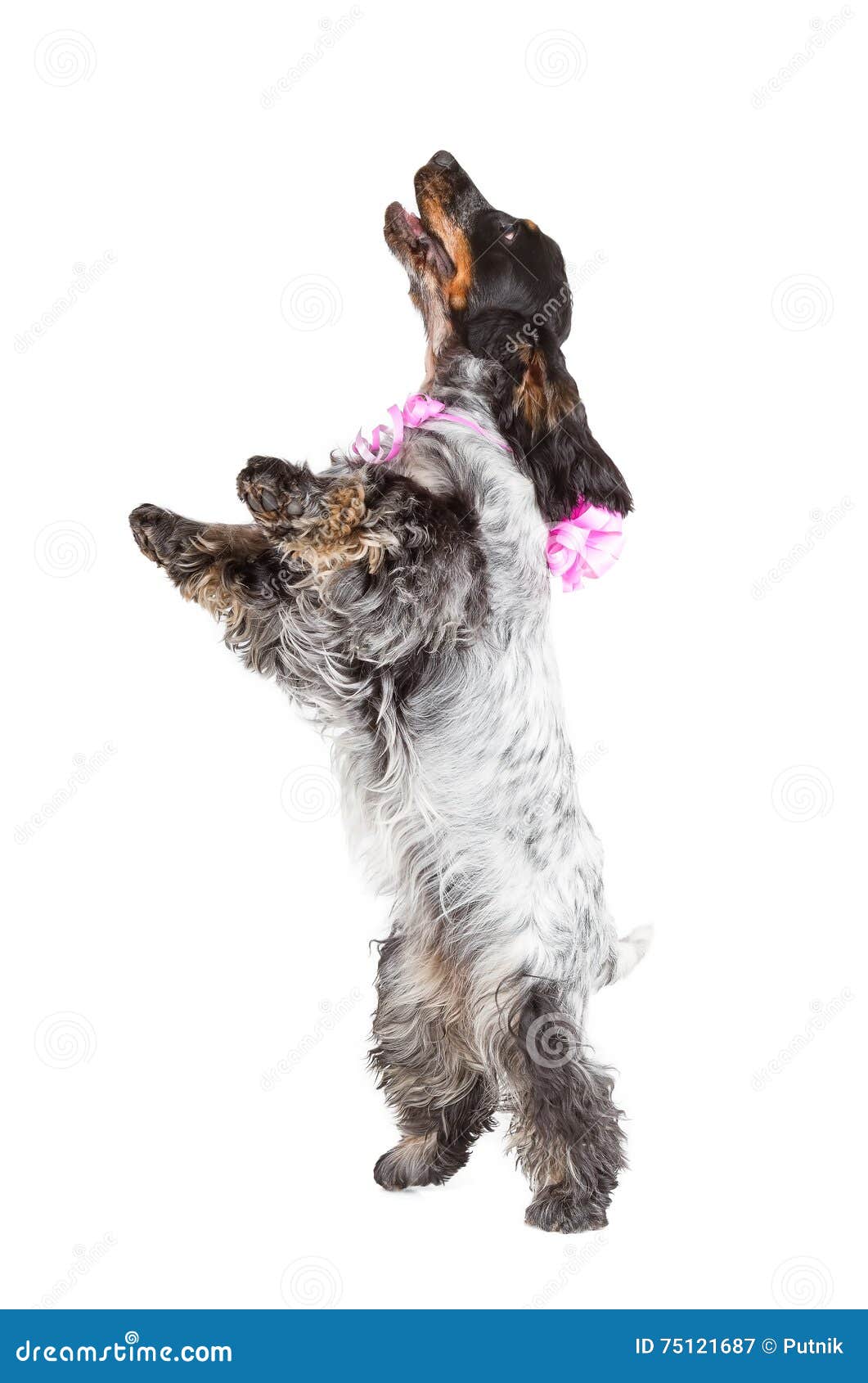 Cocker spaniel jumping stock image. Image of purebred - 75121687