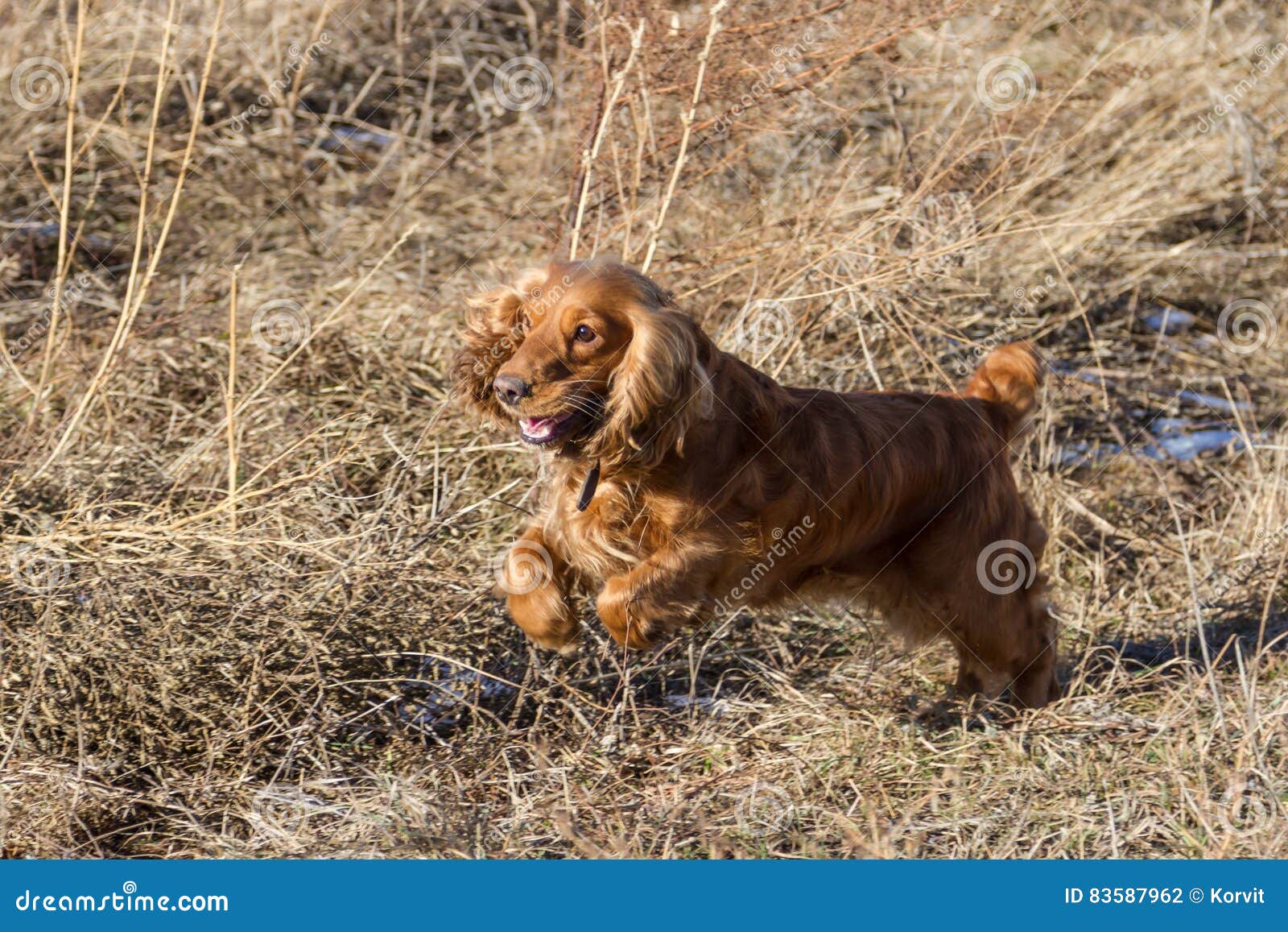 Cocker Spaniel jumping stock photo. Image of jumping - 83587962