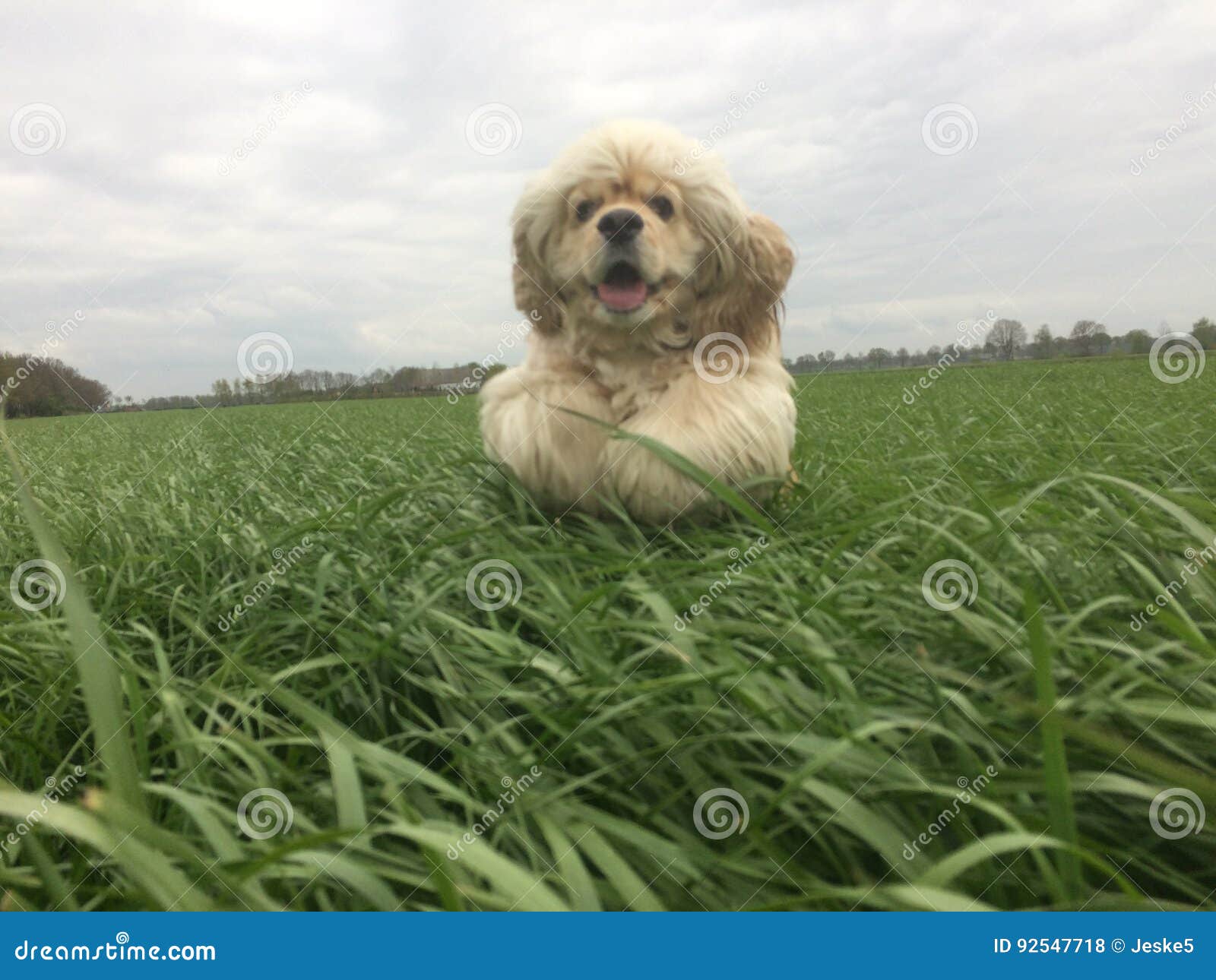 Cocker Spaniel Jumping in Field of Long Grass. Stock Photo - Image of ...