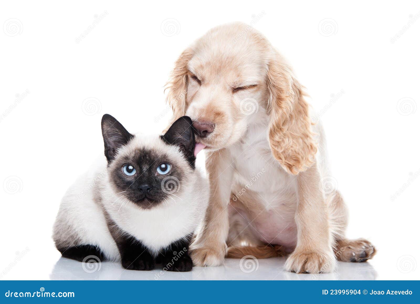 Cocker Spaniel and Kitten stock photo. Image of lick - 23995904