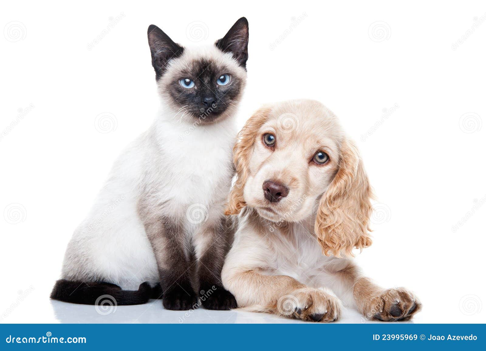 Cocker Spaniel and Kitten stock image. Image of cute - 23995969