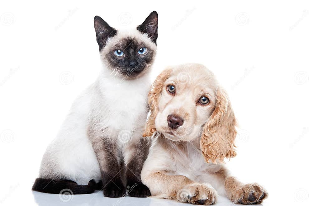 Cocker Spaniel and Kitten stock image. Image of cute - 23995969