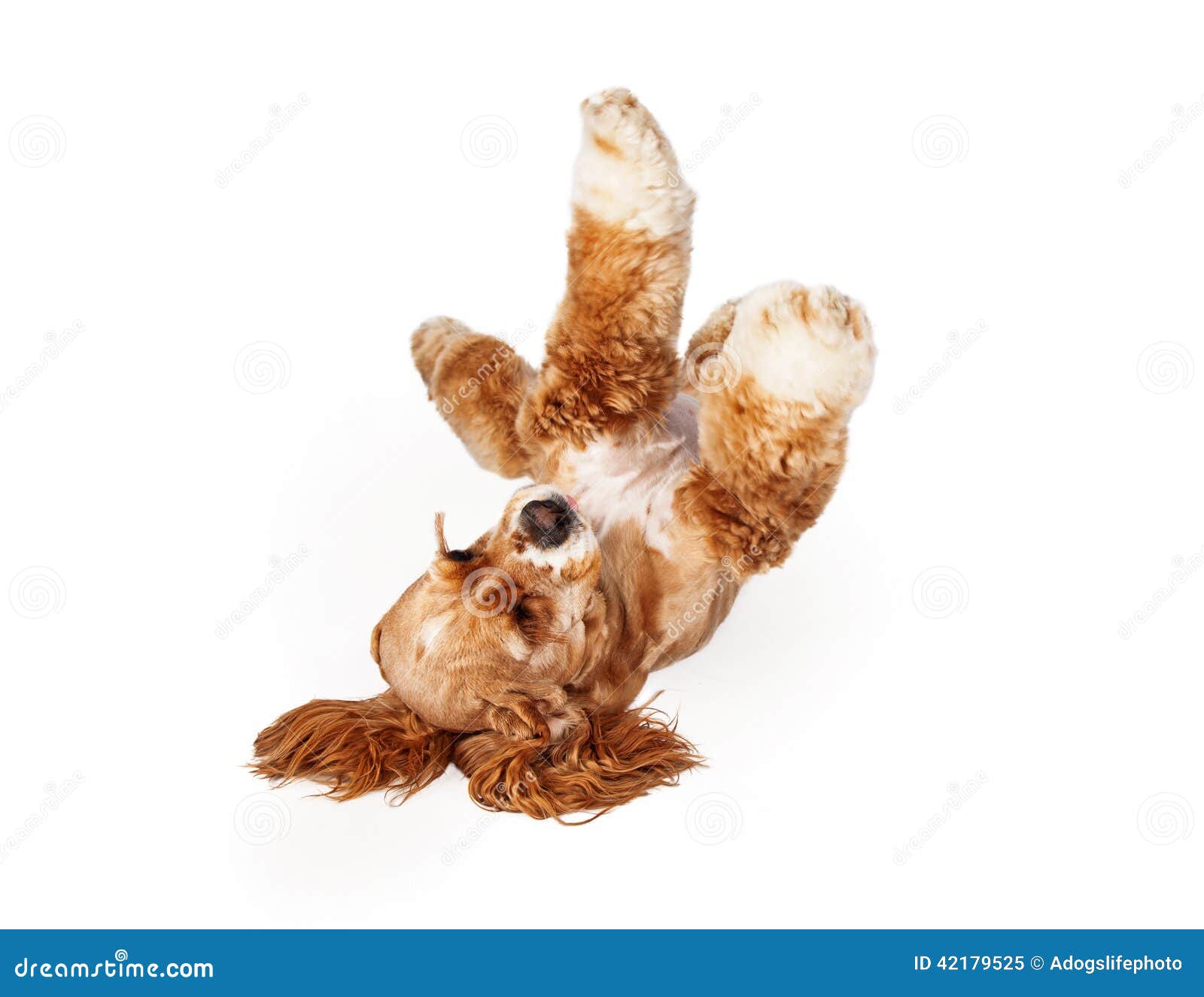 Cocker Spaniel Laying on Back Stock Image - Image of breed, mammal ...