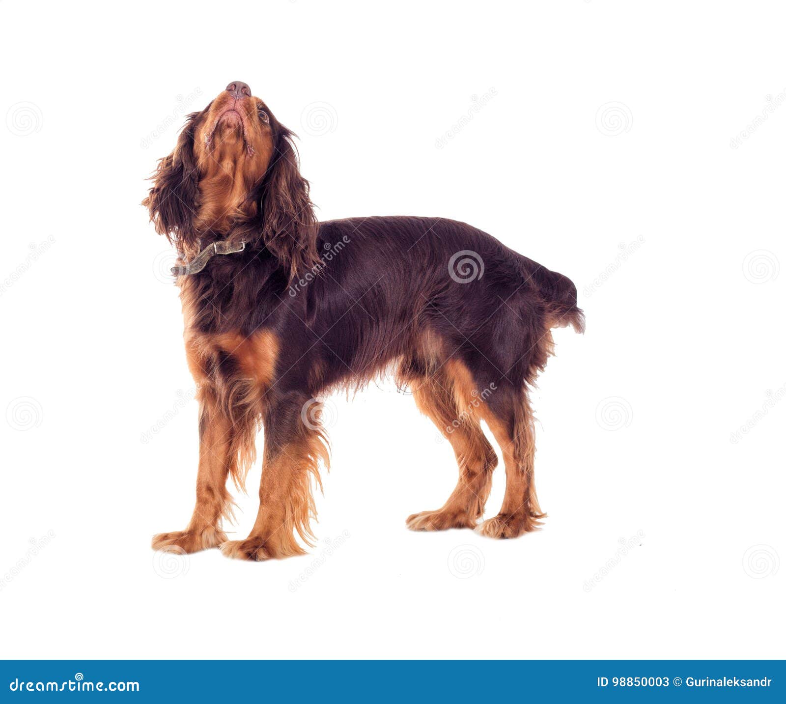 Cocker spaniel looking up stock image. Image of spaniel - 98850003