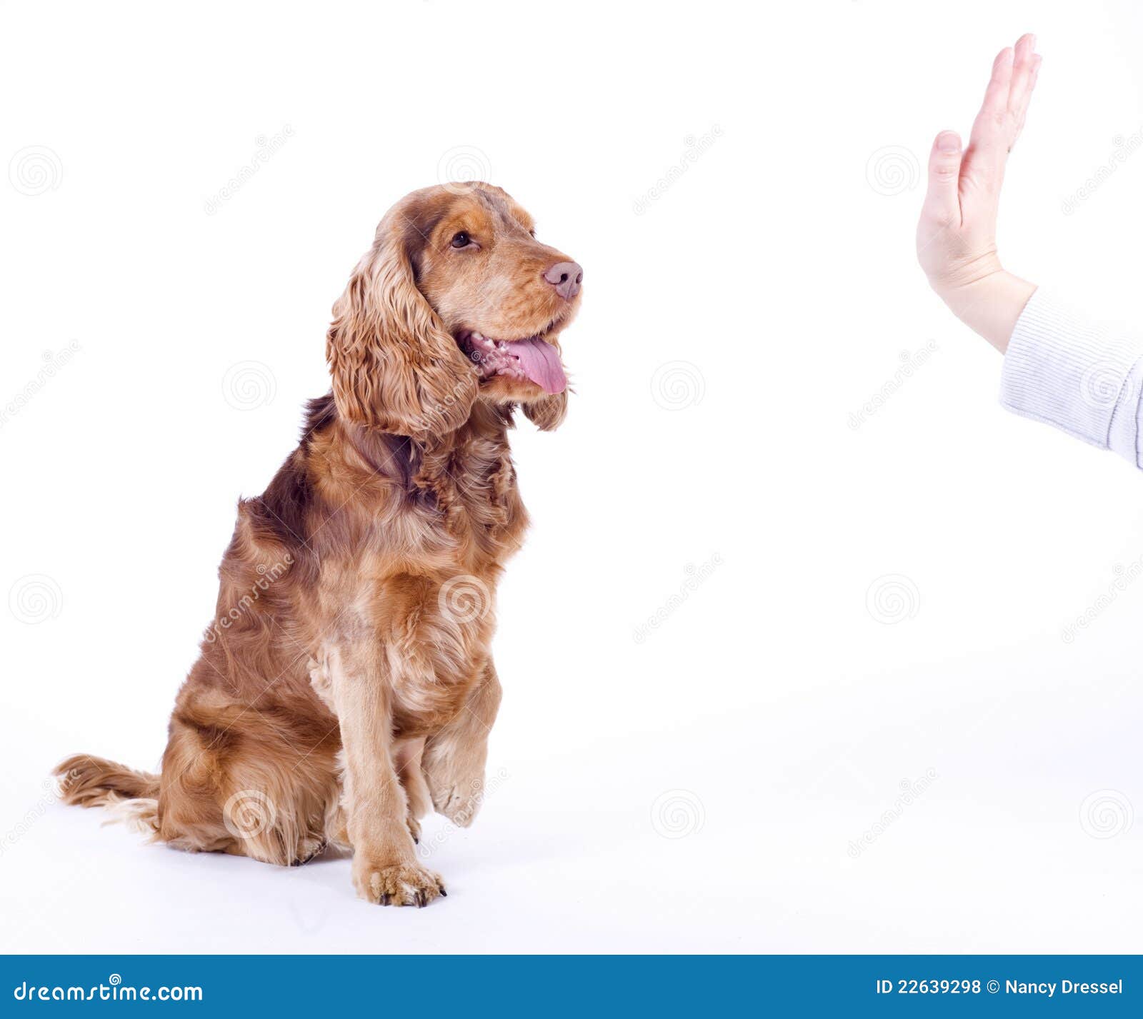 Cocker Spaniel Male Dog Sitting, 1 Year Old Stock Photo - Image of ...