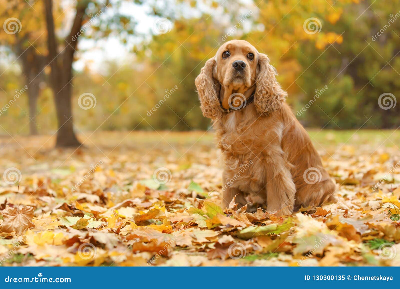 Cocker Spaniel Mignon En Parc Image stock - Image du froid, novembre ...
