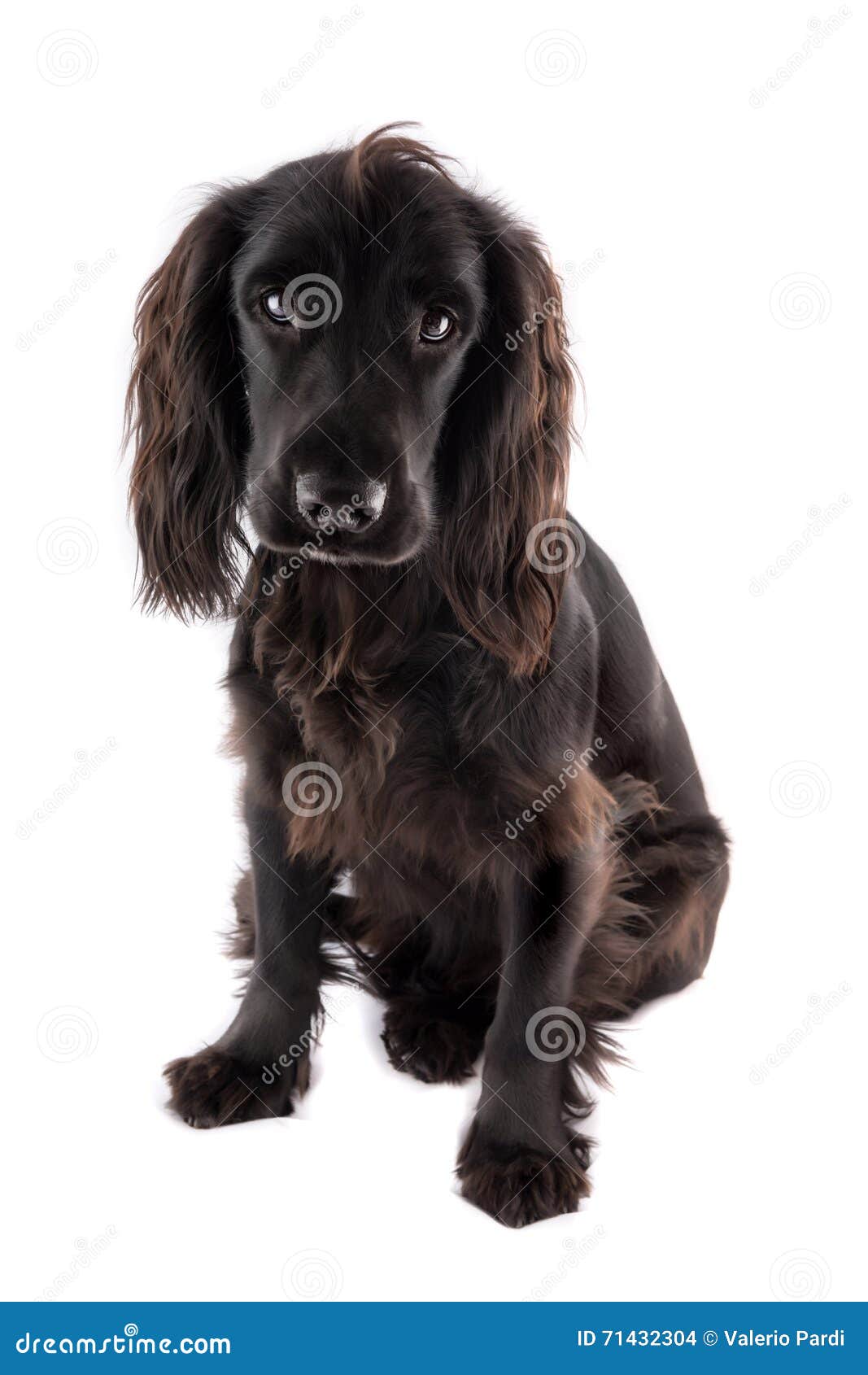 Cocker spaniel negro joven foto de archivo. Imagen de amigo - 71432304
