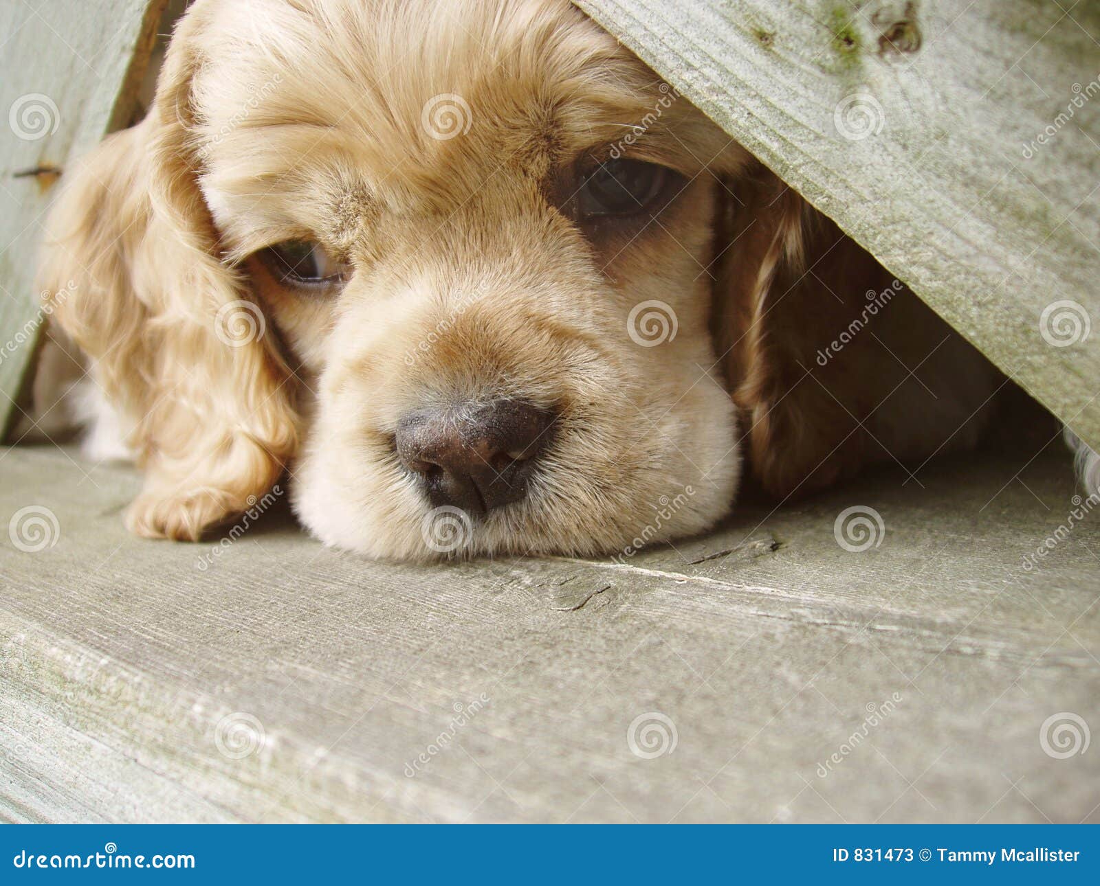Cocker Spaniel Peeking Under Fence Stock Image - Image of hair, card ...