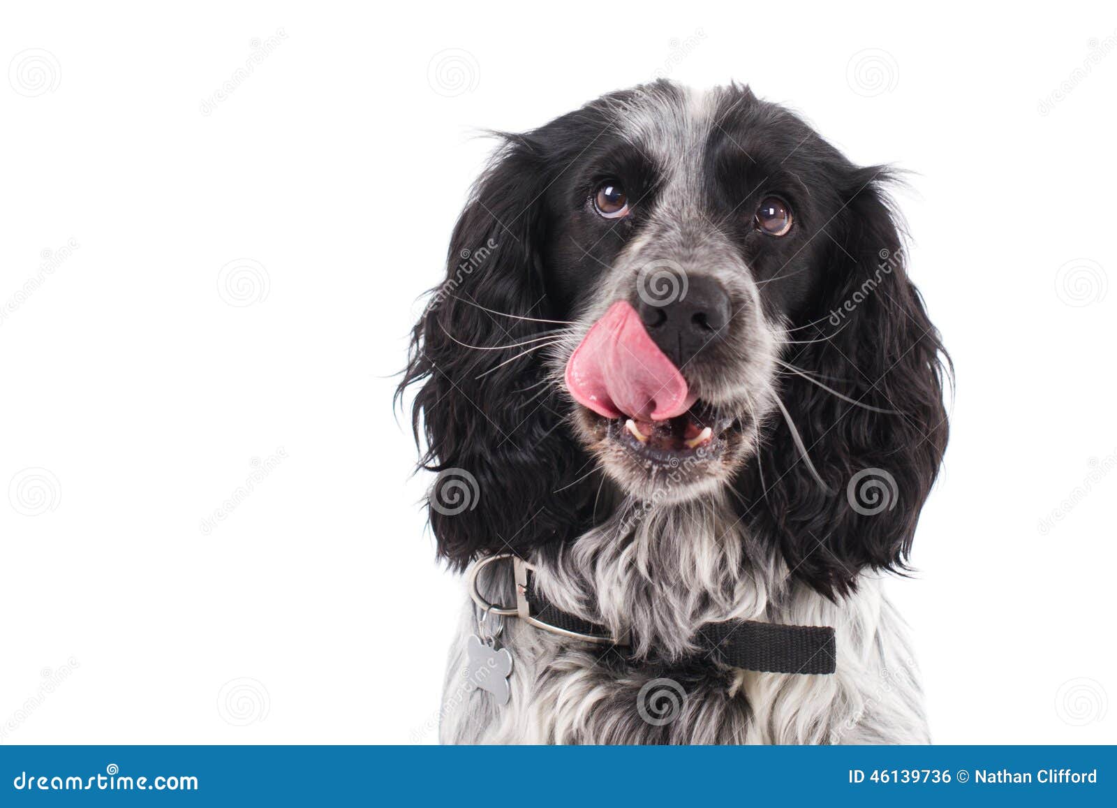 Cocker Spaniel stock photo. Image of adorable, looking - 46139736