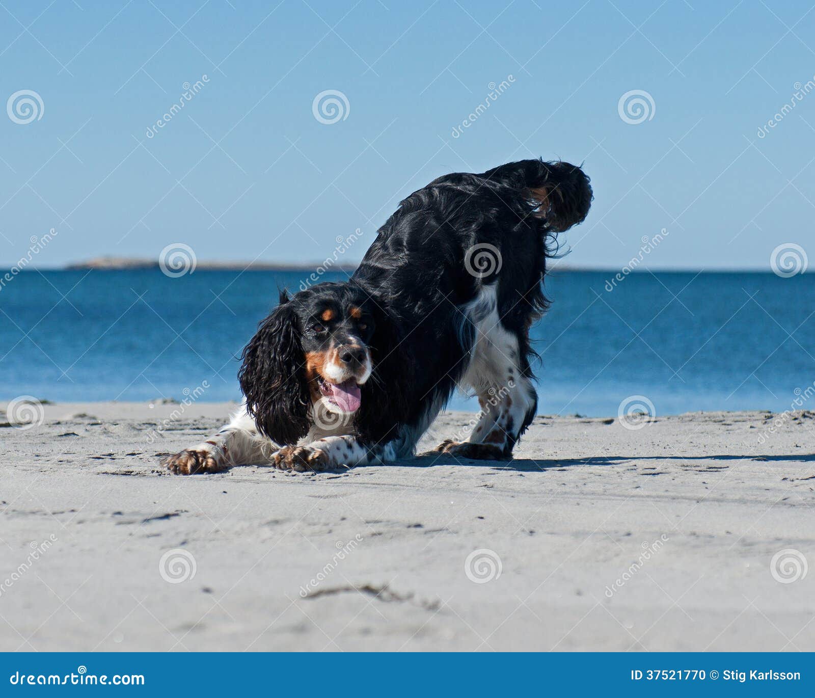 A Cocker Spaniel Playing on a Beach Stock Photo - Image of brown ...