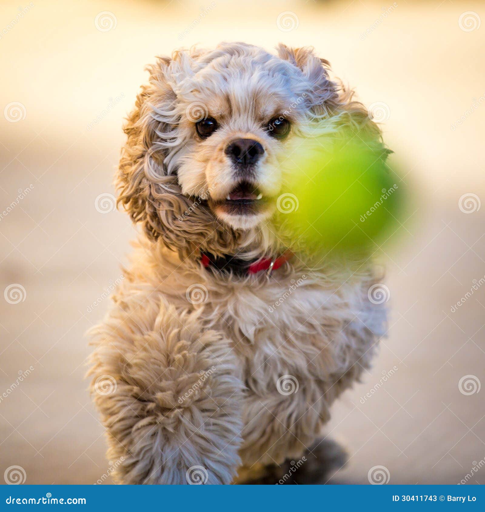 Cocker Spaniel Playing Fetch Stock Image - Image of play, fluffy: 30411743