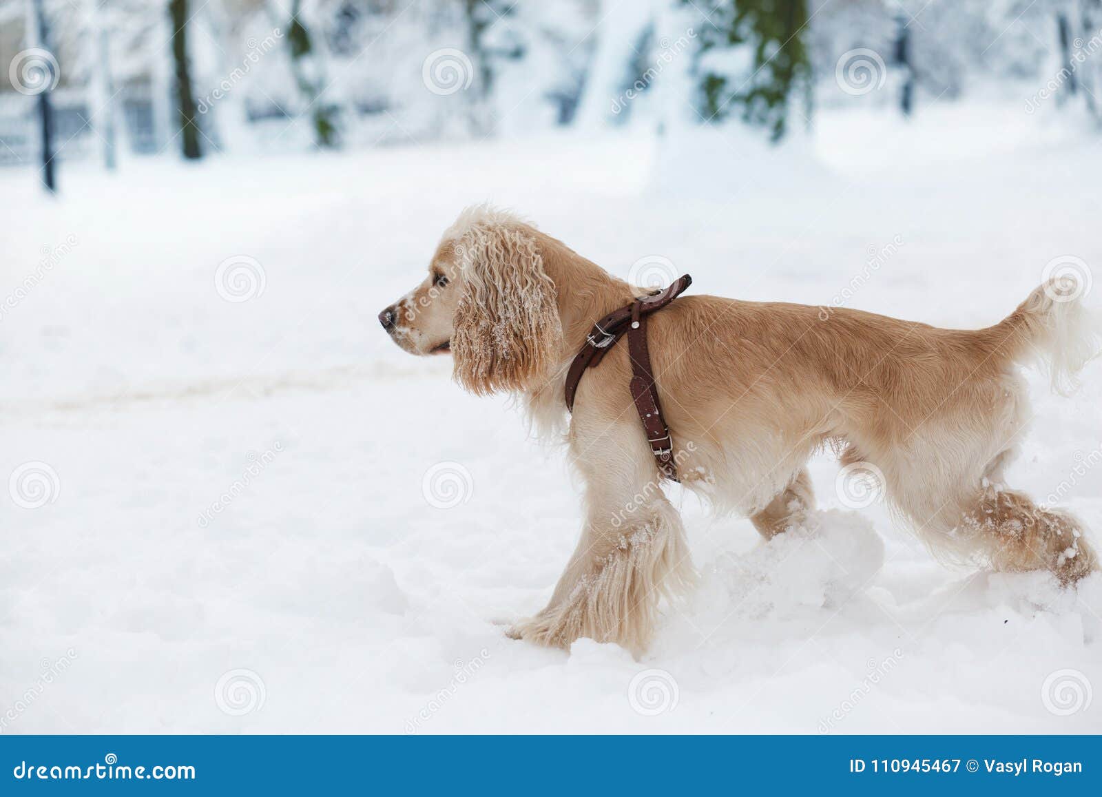 Cocker Spaniel Playing in Snow. Stock Image - Image of domestic ...