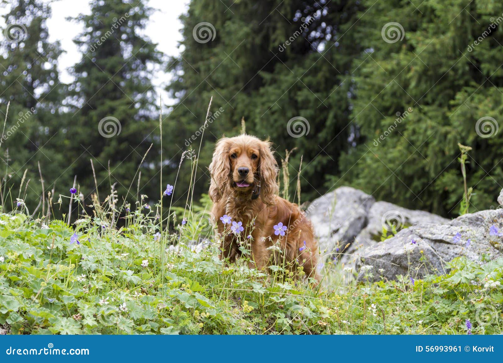 Cocker Spaniel stock image. Image of puppy, purebred - 56993961