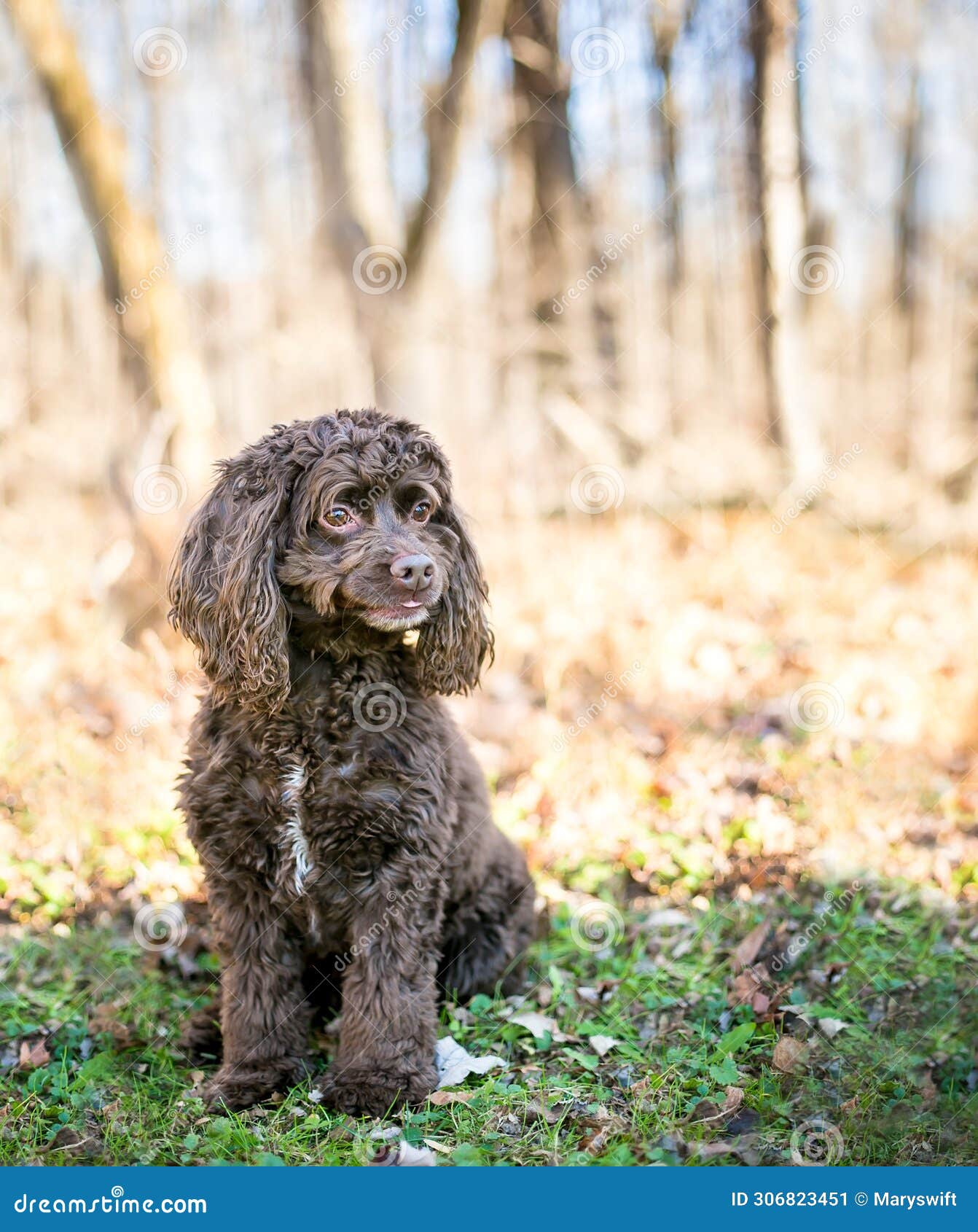 A Cocker Spaniel X Poodle Mixed Breed Dog Stock Image - Image of ...