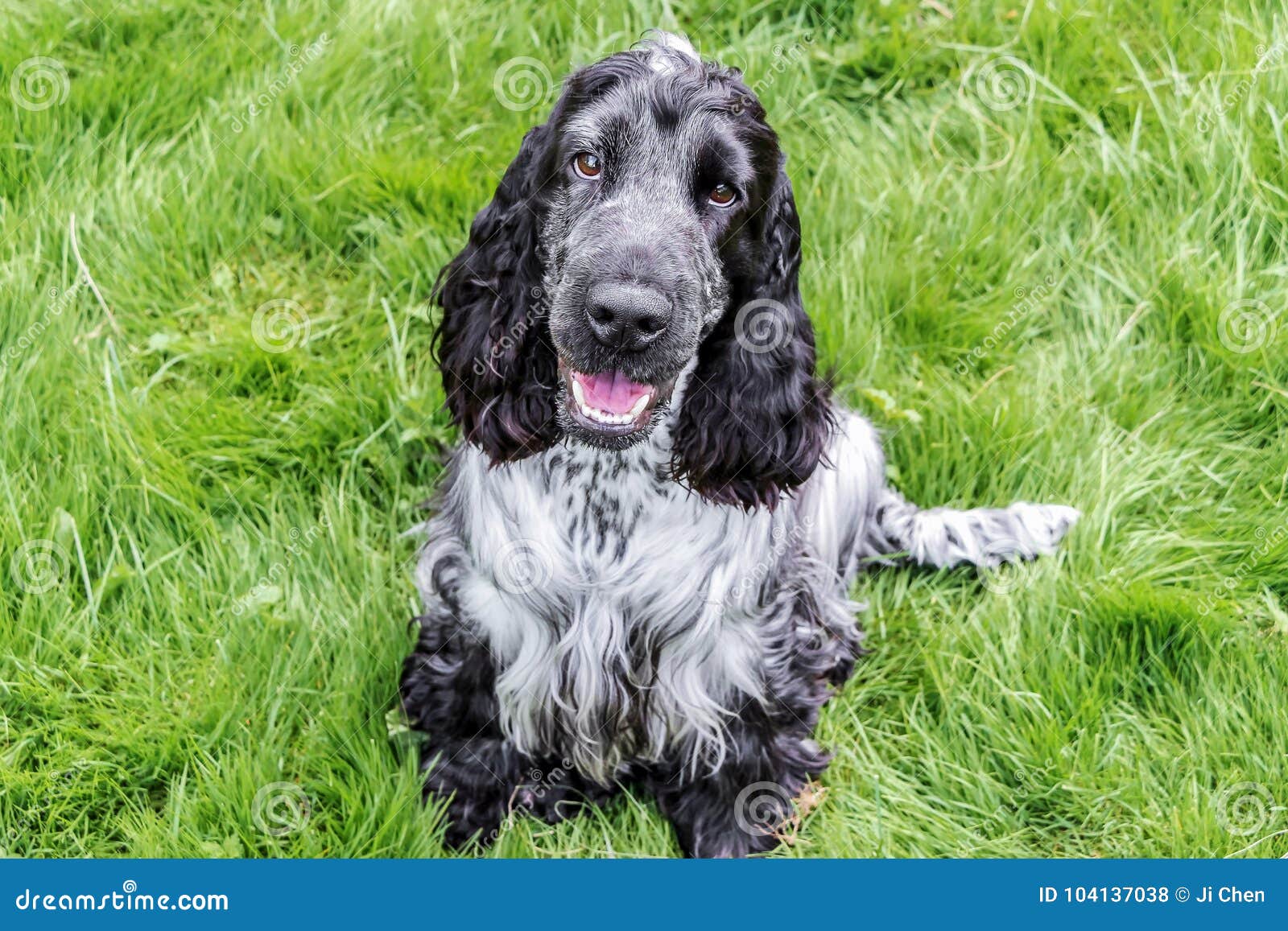 Cocker Spaniel Preto E Branco Na Grama Foto de Stock - Imagem de amor ...