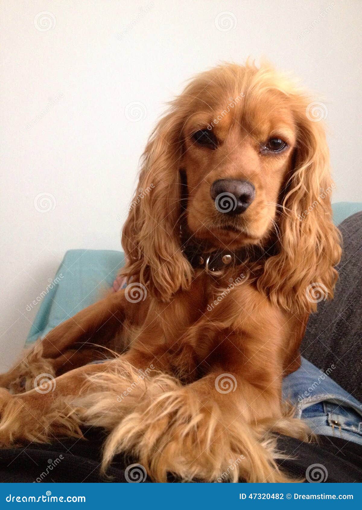 Cocker spaniel stock photo. Image of pretty, english - 47320482