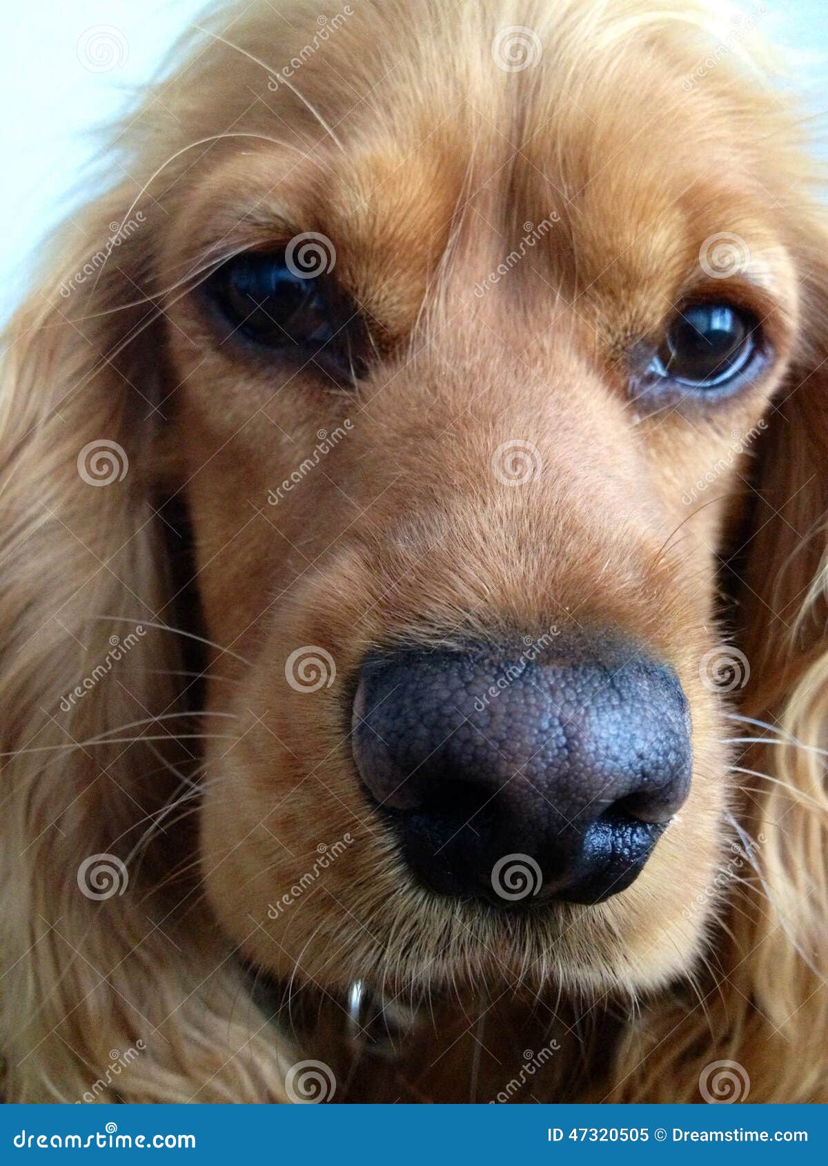 Cocker spaniel stock image. Image of snout, whiskers - 47320505