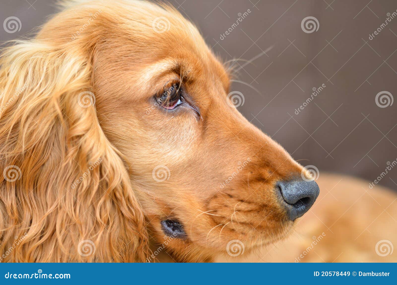 Cocker Spaniel Pup Close Up Stock Image - Image of obedient, faithful ...