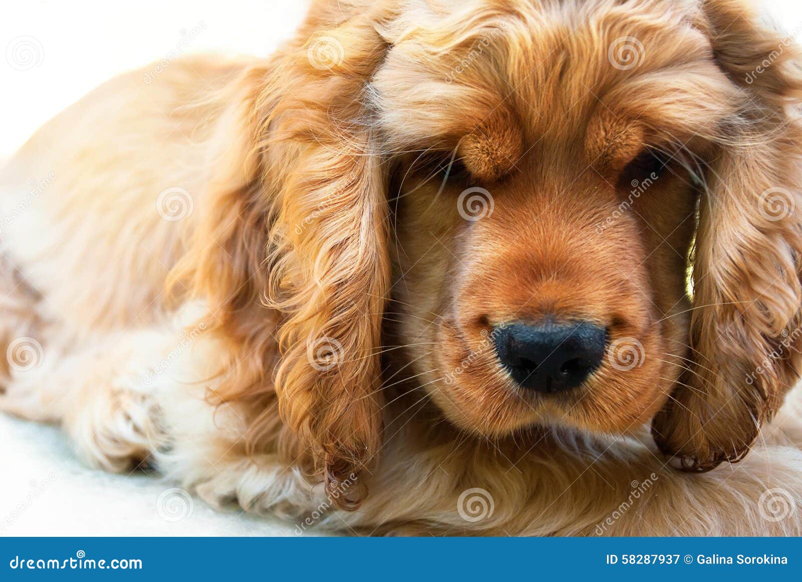 Cocker spaniel puppy angry stock image. Image of angry - 58287937