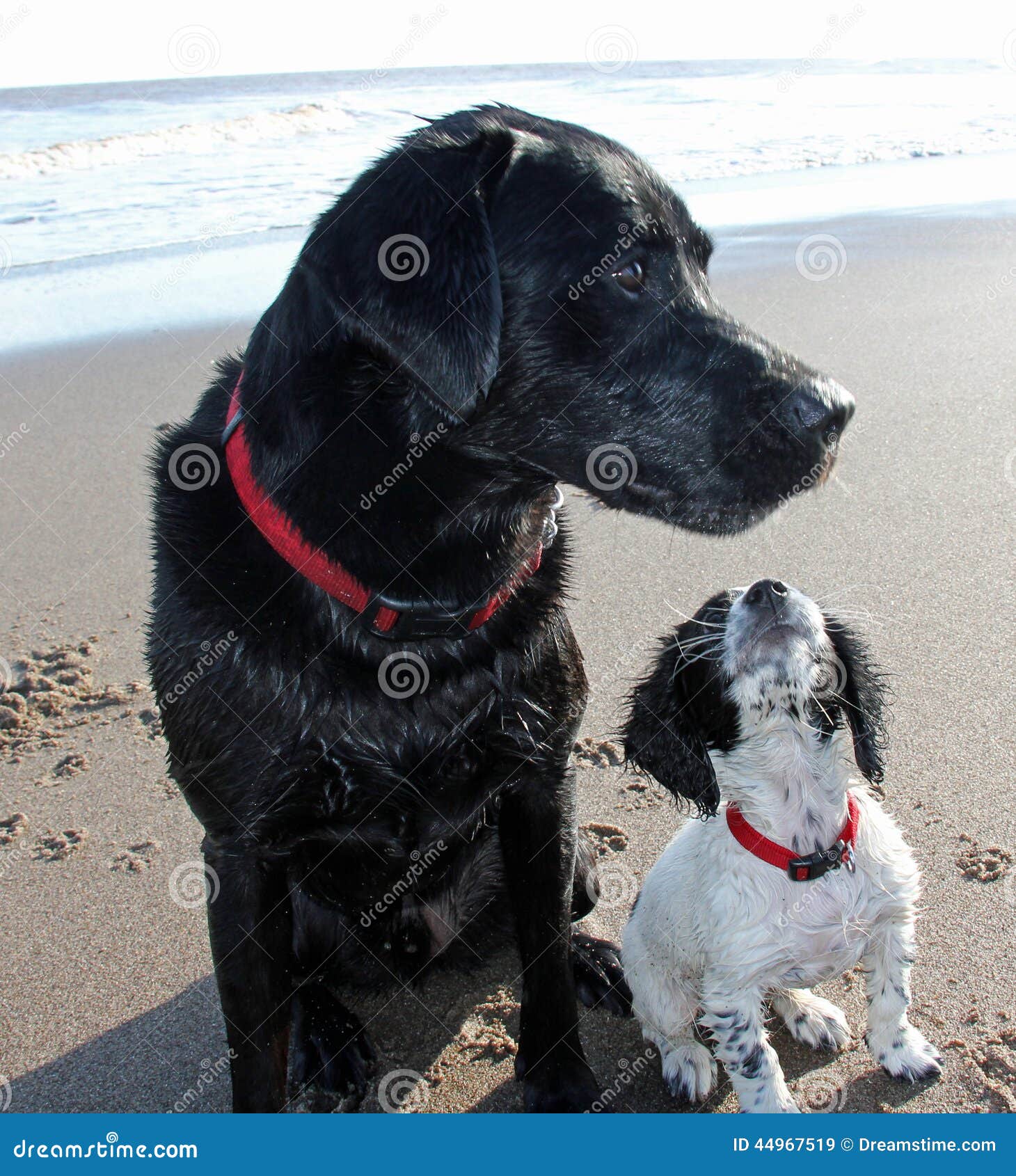 Cocker Spaniel Puppy with Black Labrador Stock Image - Image of time ...