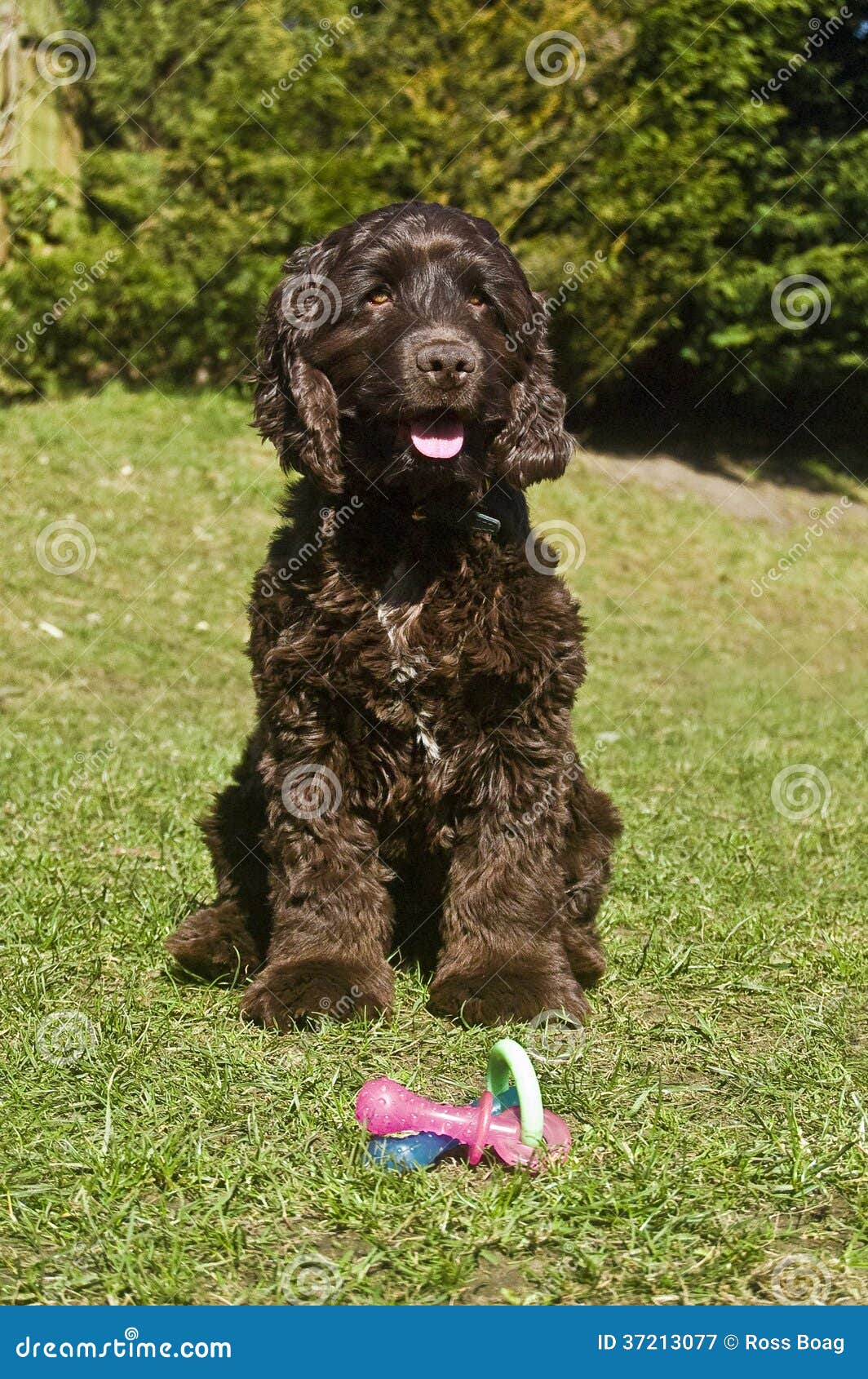 Cocker Spaniel stock image. Image of spaniel, close, ball - 37213077