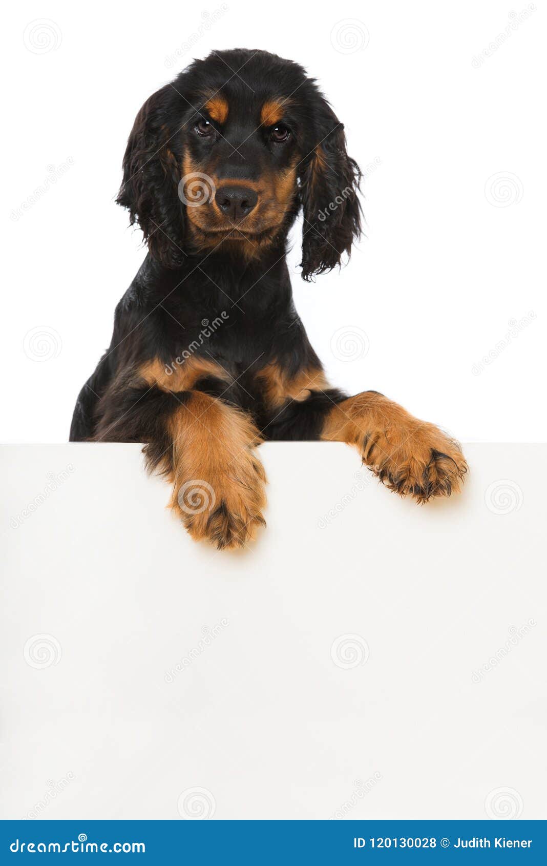 Cocker Spaniel Puppy Looking Over a Wall Stock Photo - Image of ...